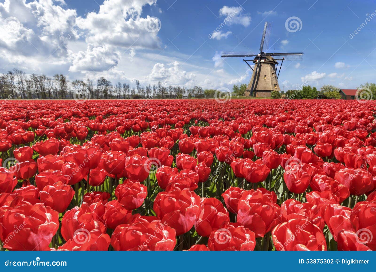 Het Nederlandse Landschap Van De Windmolen Van Tulpen Stock Foto - Image of aantrekkelijkheid ...
