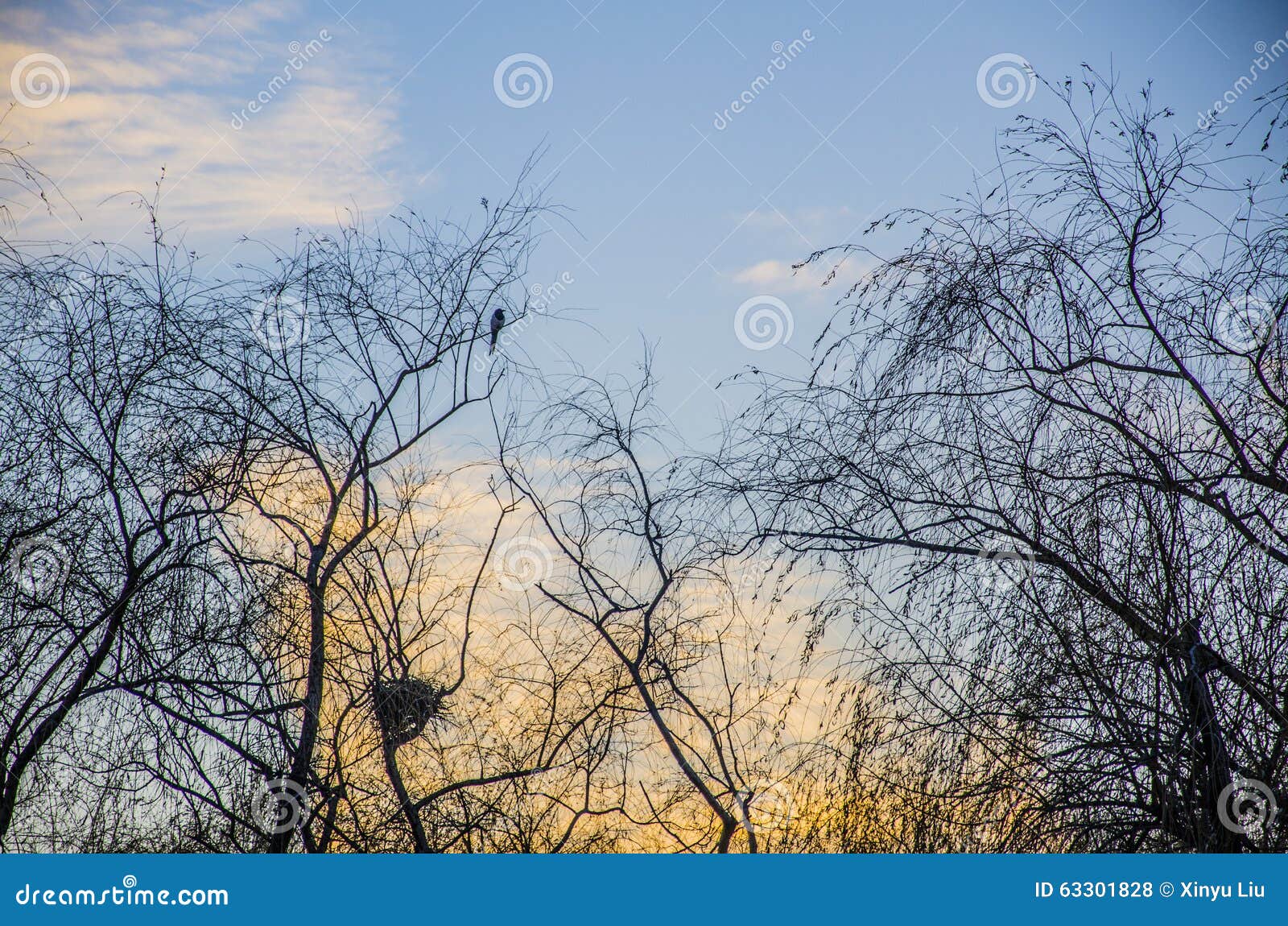 Het Nest En De Vogel Van De Vogel in De Boom Stock Foto - Image of ...