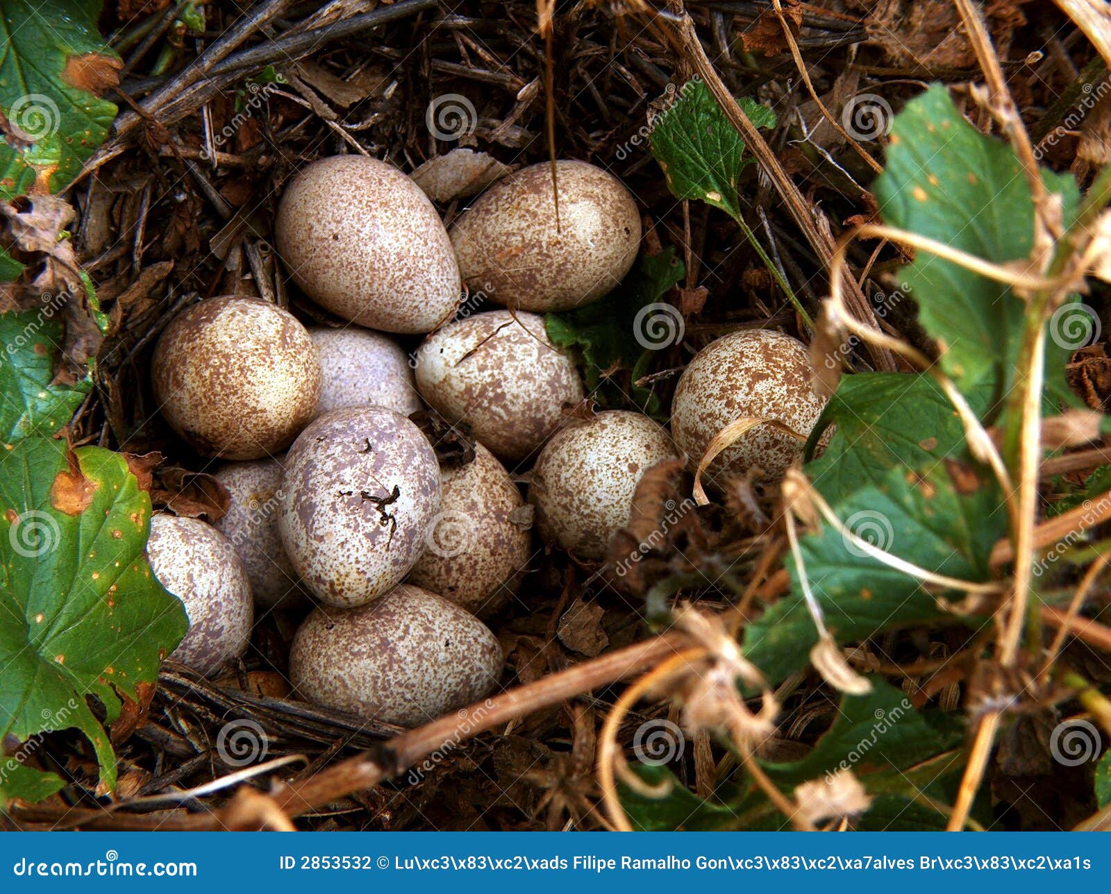 Het Nest van de patrijs stock foto. Image of nesten, leefgebied - 2853532
