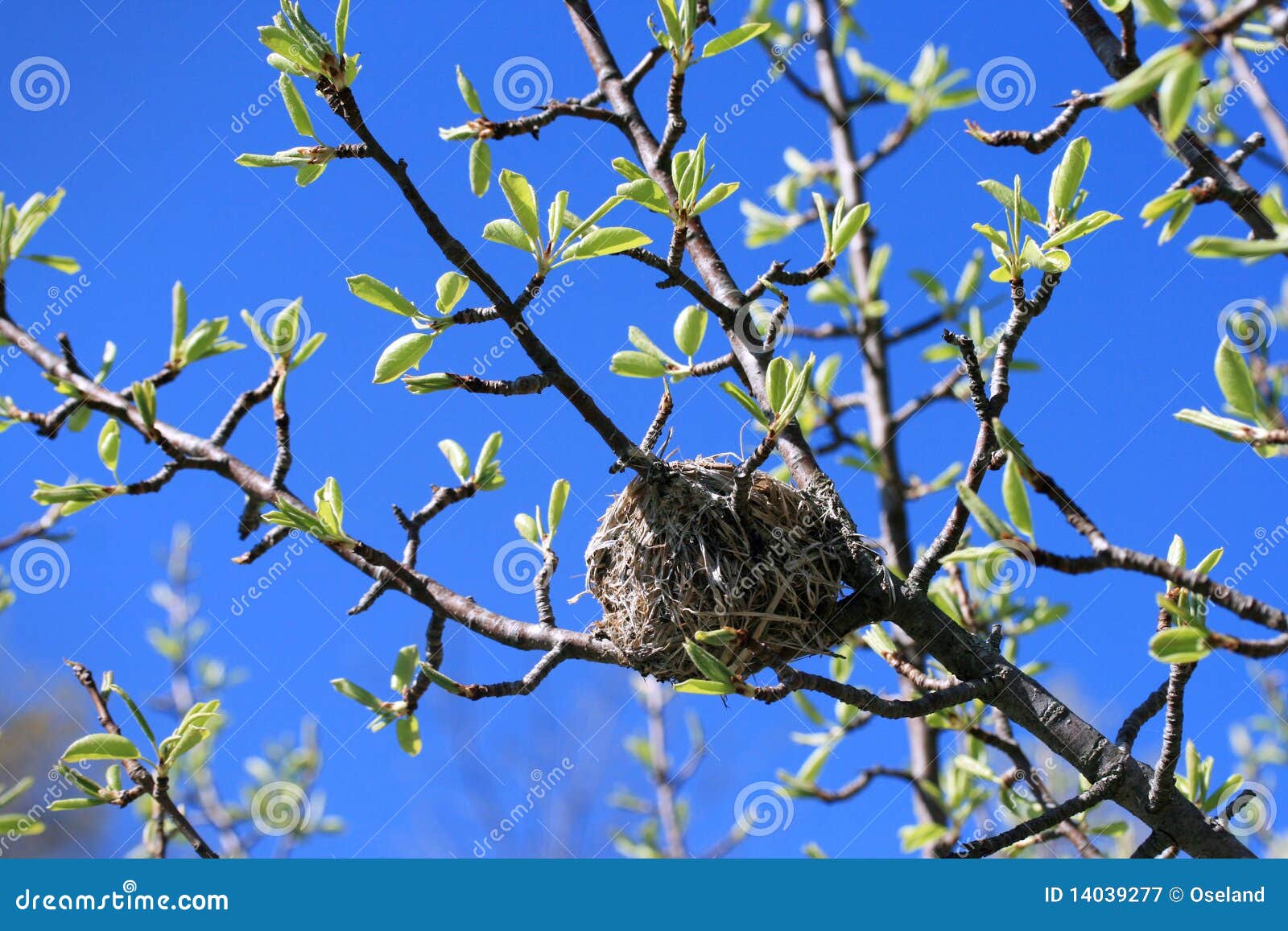 Vogelnest In Boom Vogelnest Op De Boom Royalty Vrije Foto, Plaatjes,
