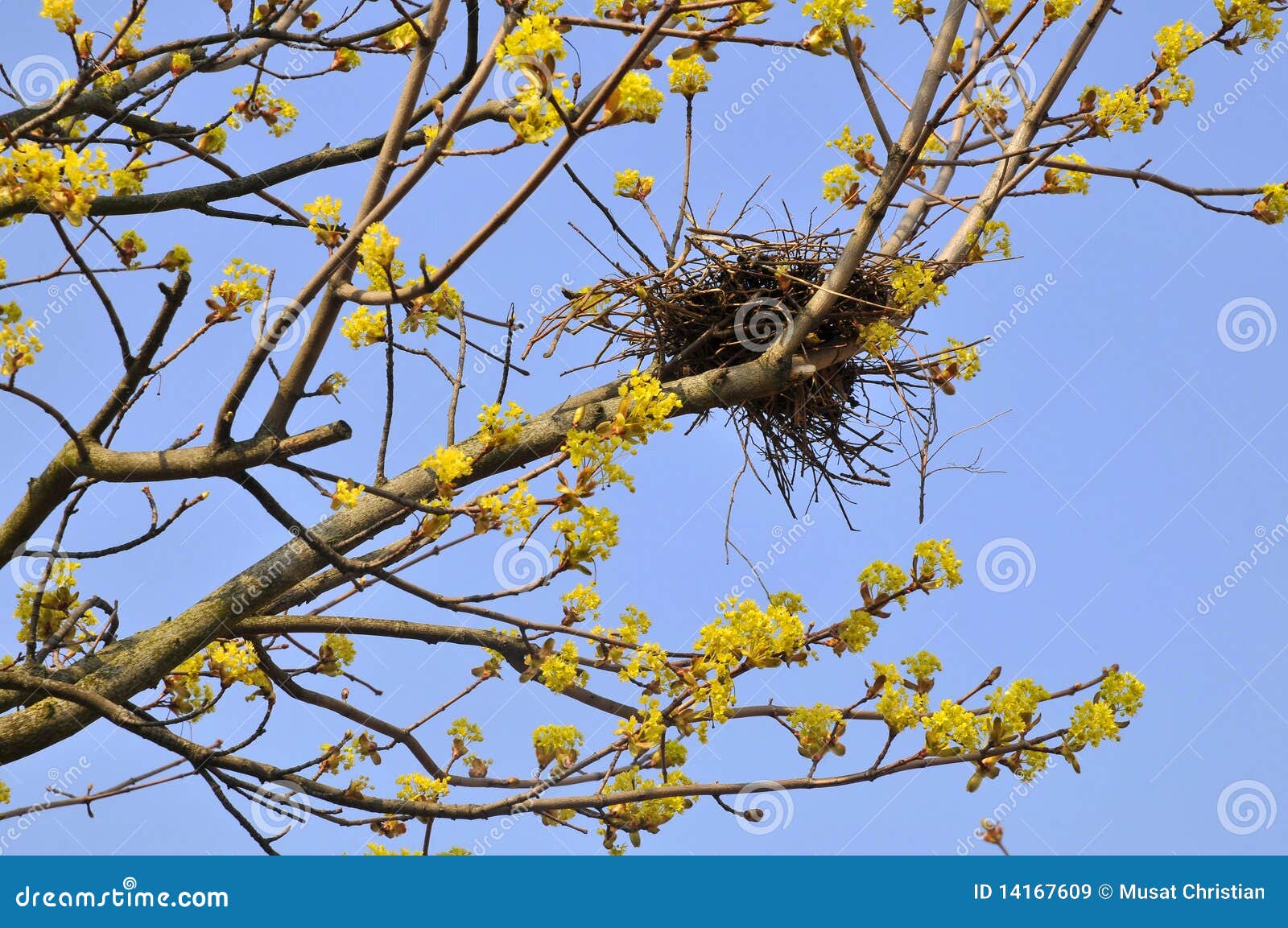 Het Nest Van De Vogel in Boom Stock Afbeelding - Image of hout, boom ...