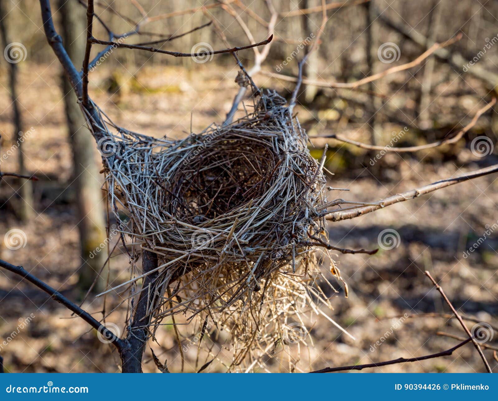 Het Nest Van De Vogel Op Boom Stock Foto - Image of geweven, echt: 90394426