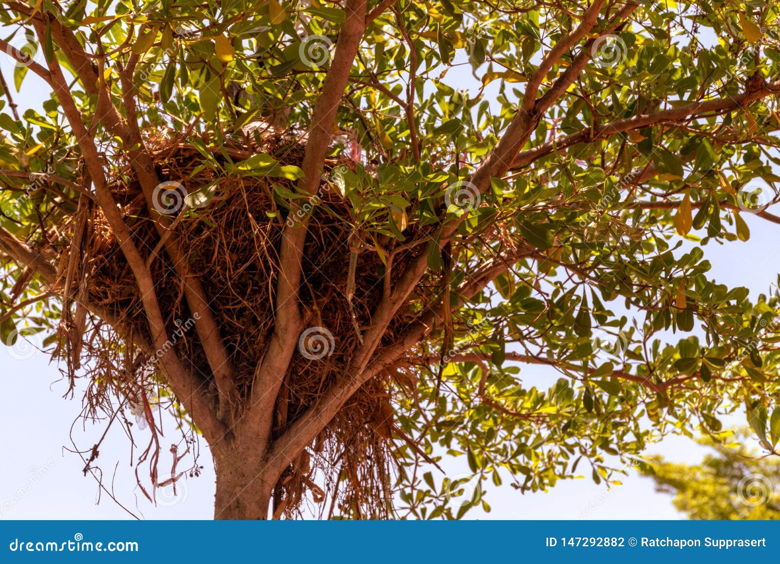 Het Nest Van De Vogel Op De Boom in De Tuin Stock Foto - Image of kleur ...