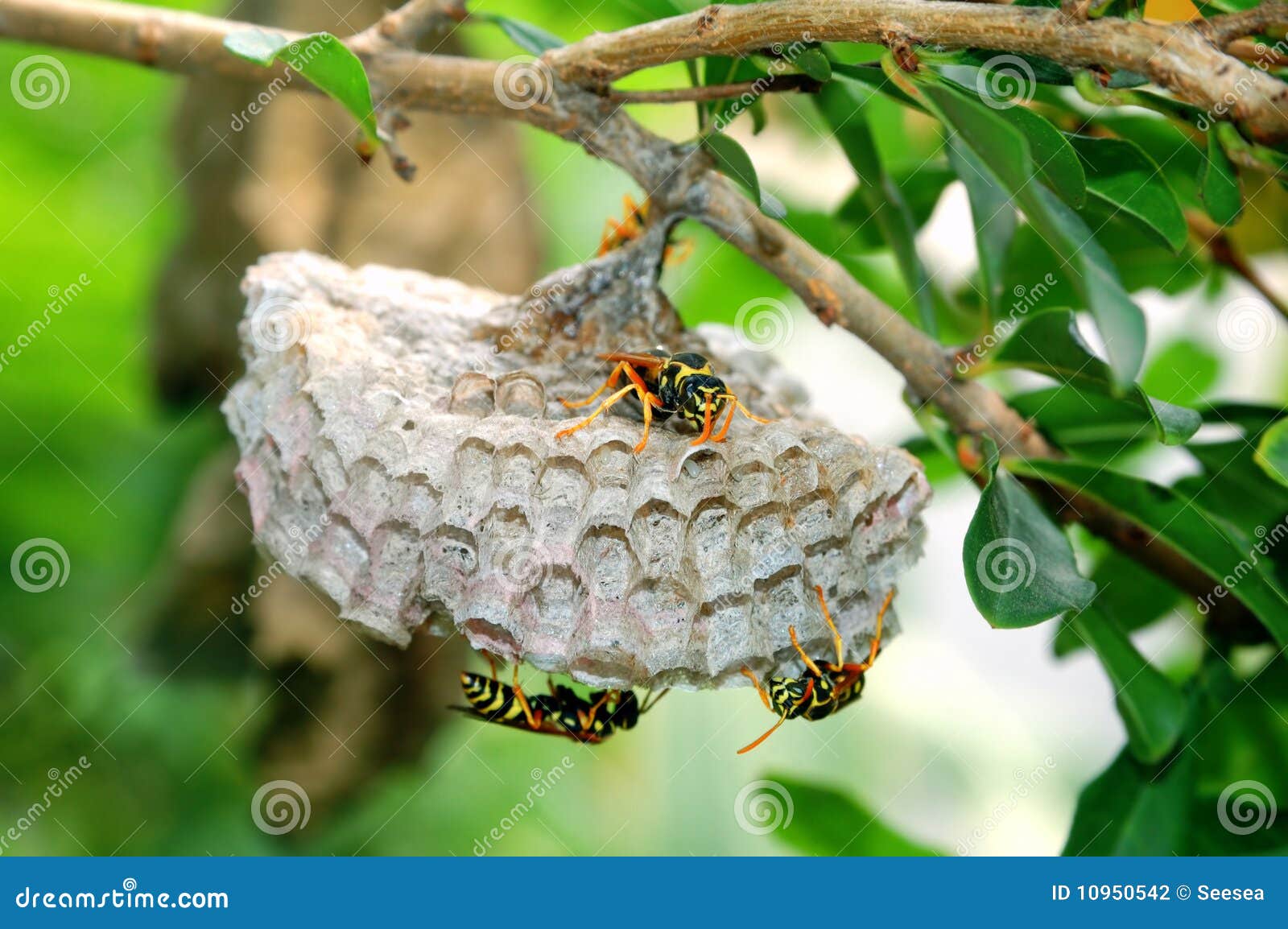 Het nest van de wesp stock foto. Image of leven, gestreept - 10950542
