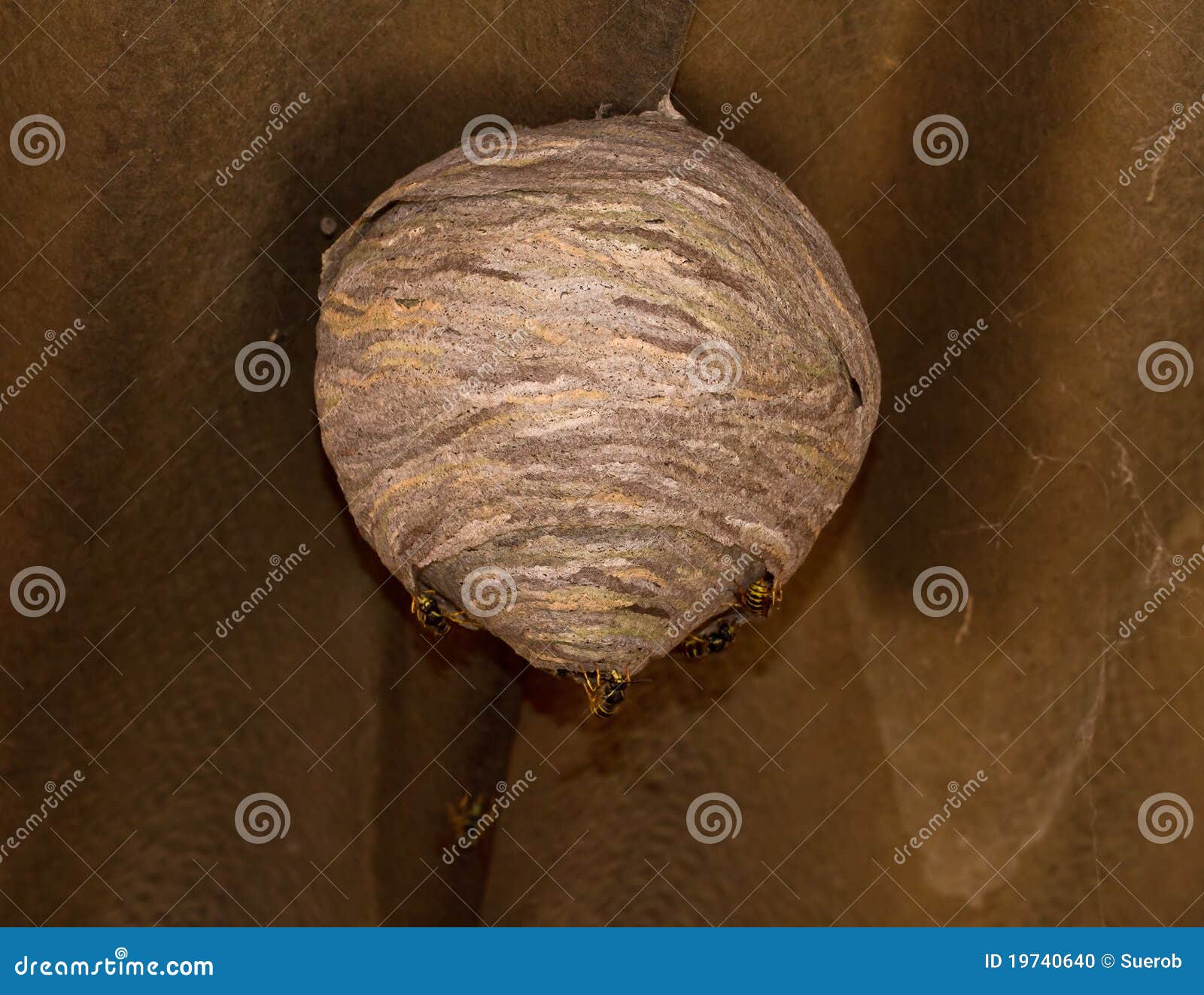Het Nest van de wesp stock foto. Image of sociaal, hommel - 19740640