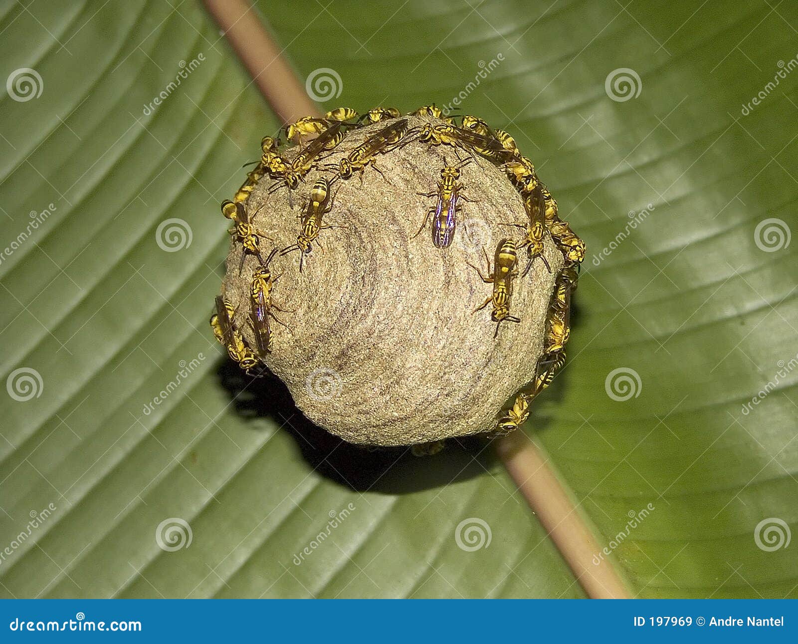 Het nest van de wesp stock afbeelding. Image of wesp, wild - 197969