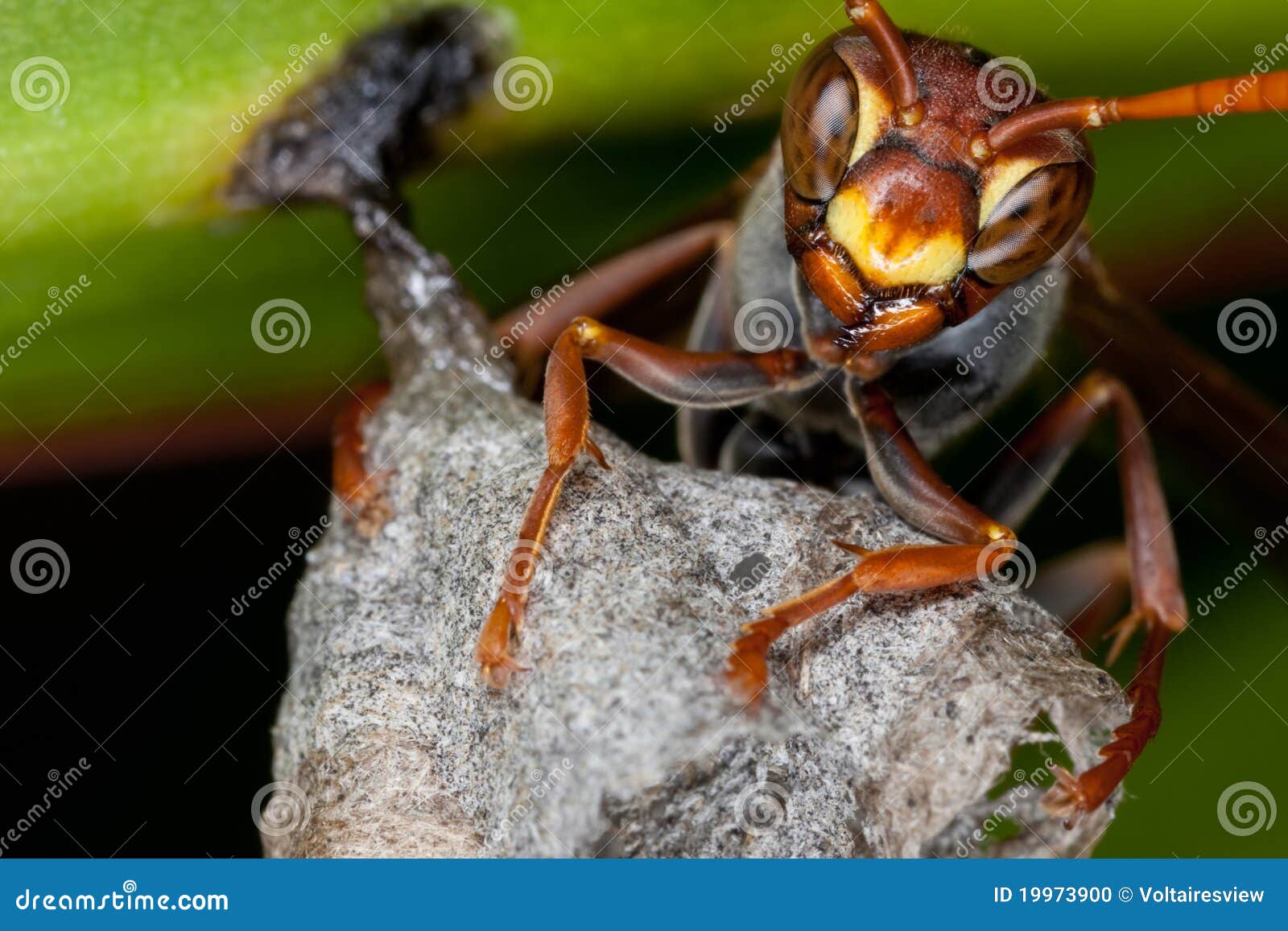 Het nest van de wesp stock foto. Image of dier, toppositie - 19973900