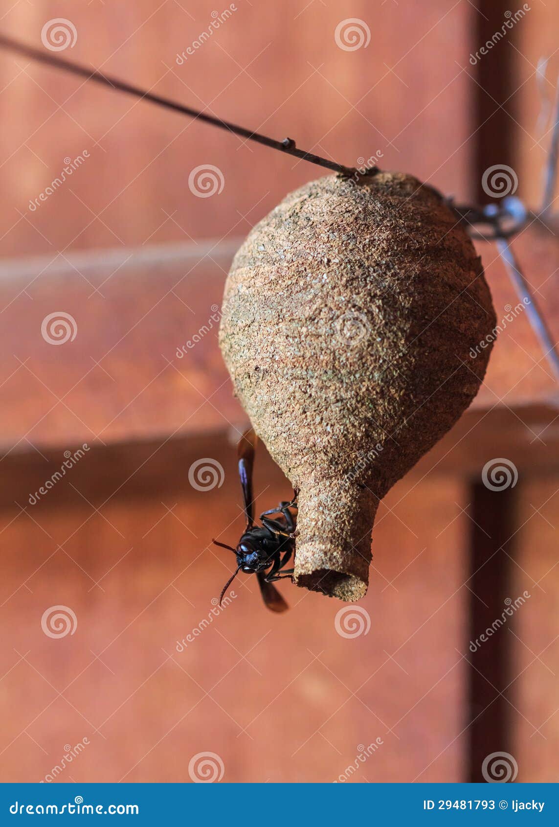 Het nest van de wesp stock afbeelding. Image of hoorntje - 29481793