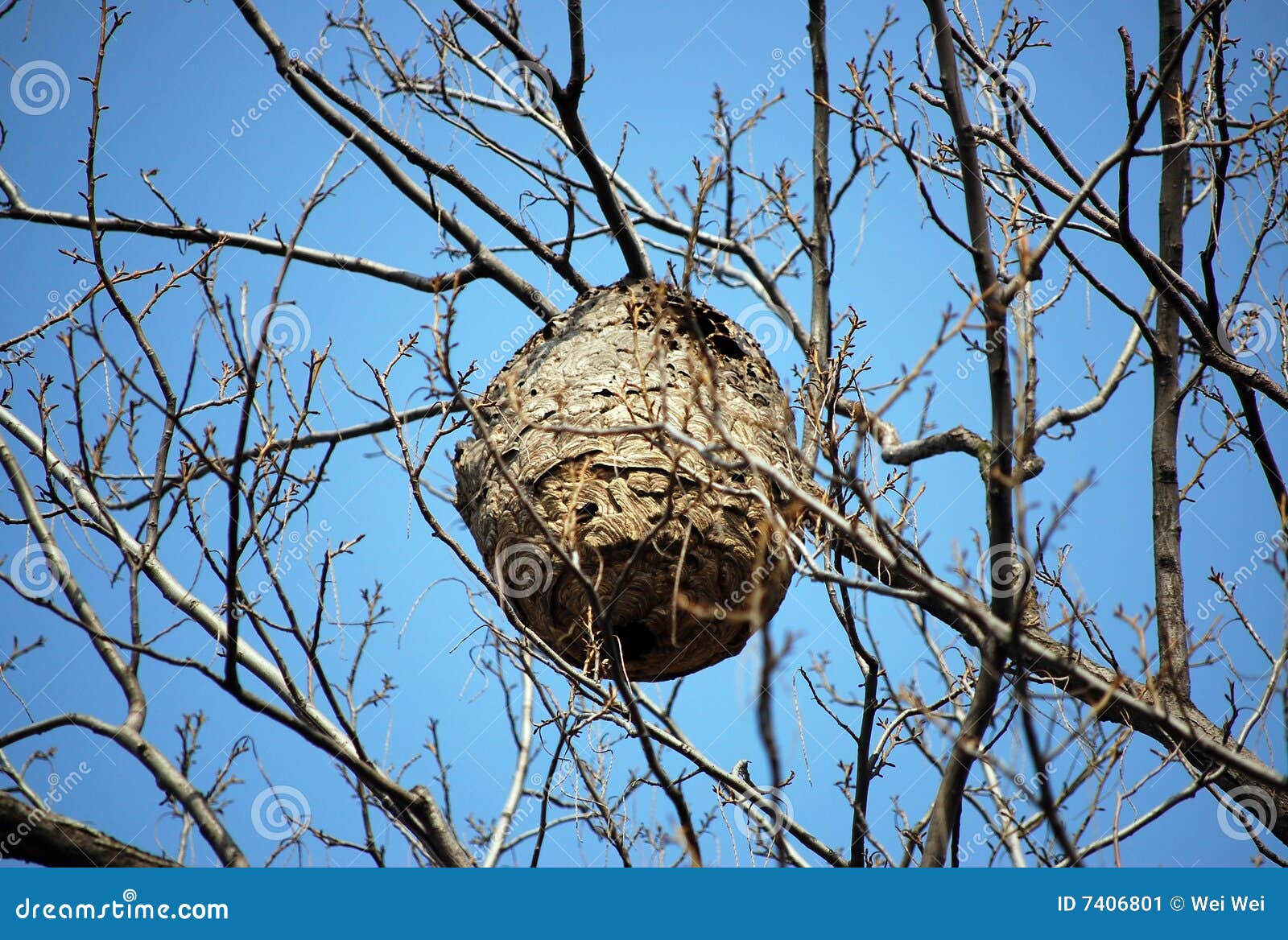 Het nest van de wesp stock afbeelding. Image of nesten - 7406801