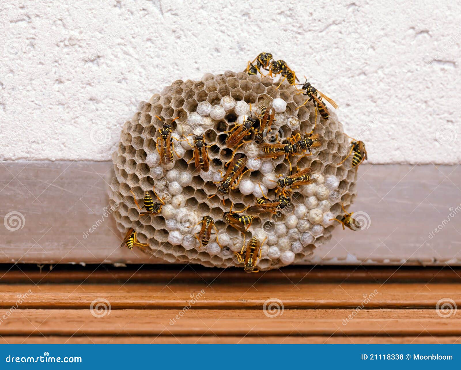 Het Nest Van De Wesp - Met Het Knippen Van Weg Stock Foto - Image of ...