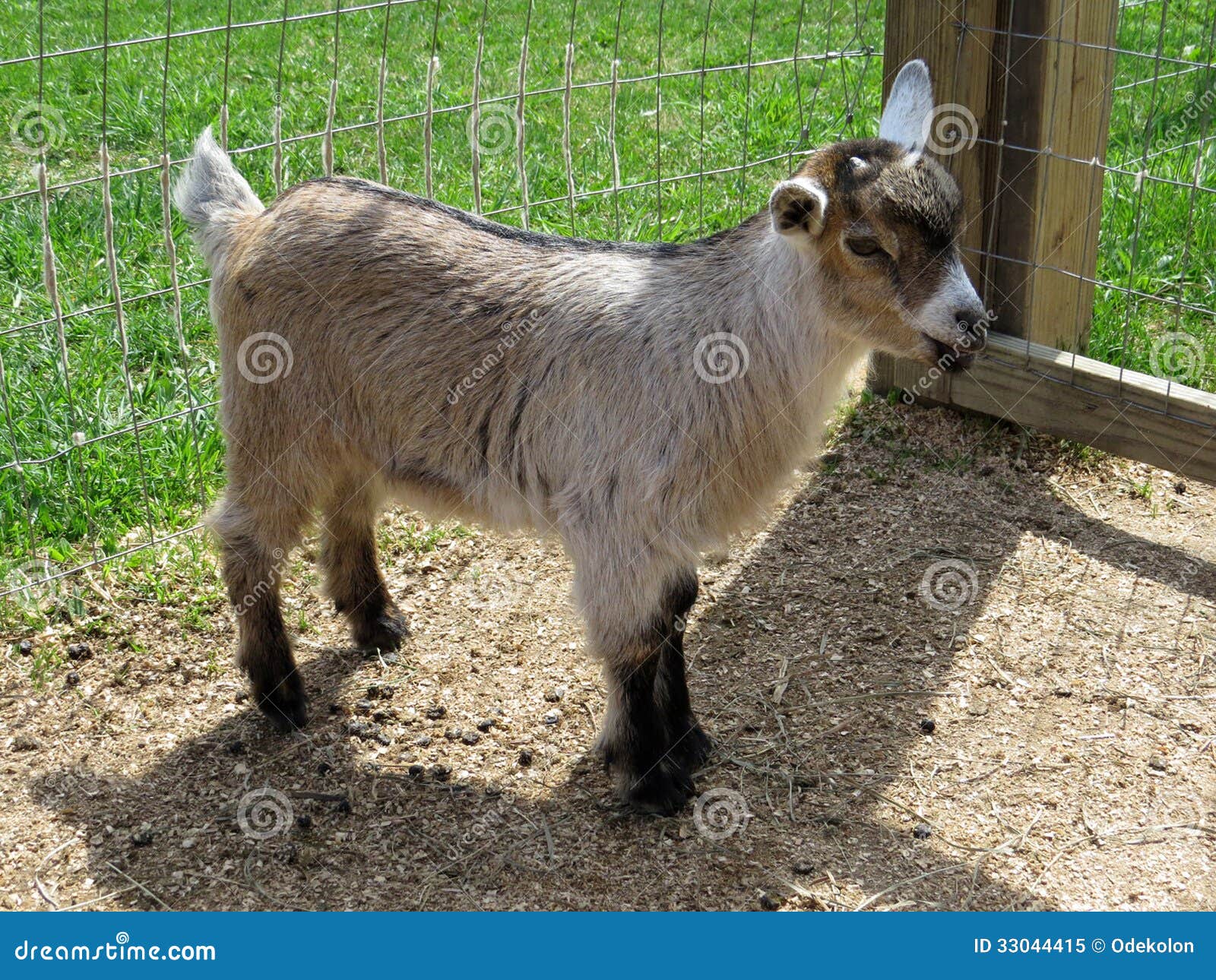 Het Nigeriaanse Dwerggeit Doeling Stock Afbeelding - Image of buck ...