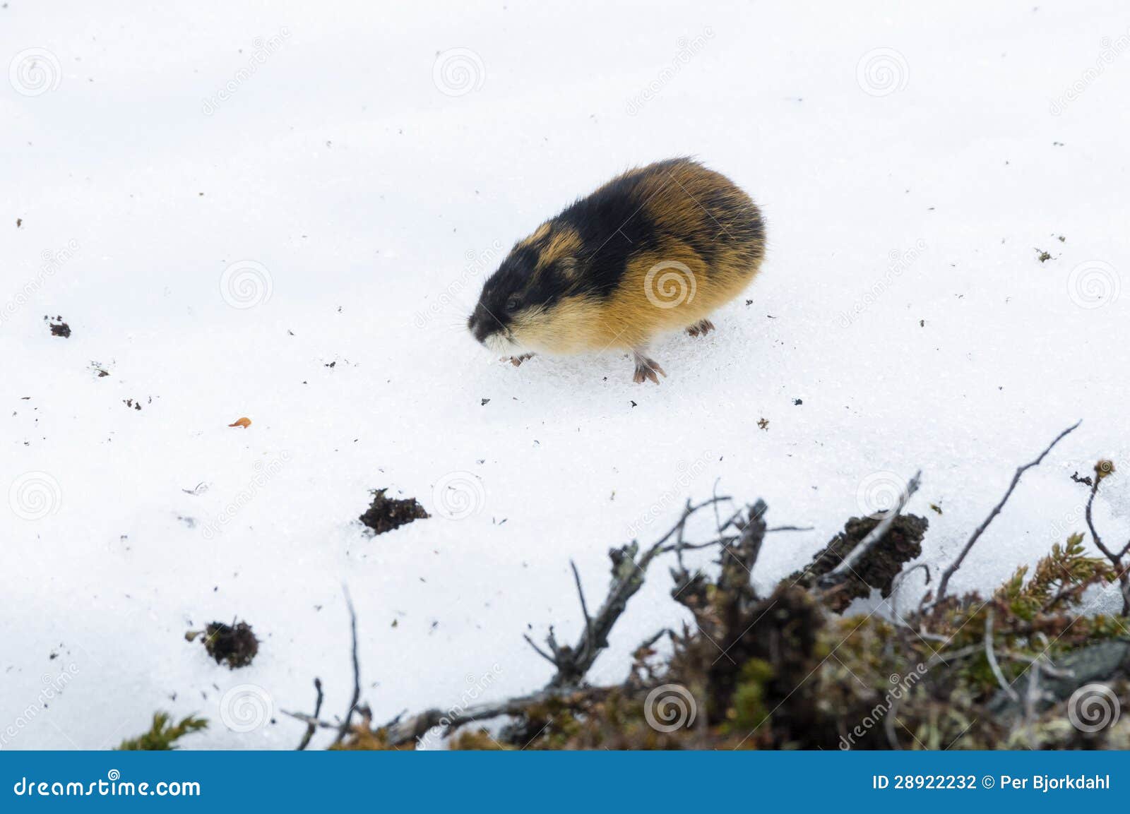 Het Noorse Lemming Op Sneeuw Stock Foto - Image of zweden, lemming ...