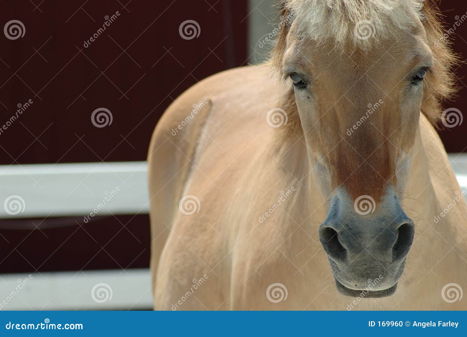 Het Noorse Paard Van De Fjord Stock Foto - Image of nave, haar: 169960