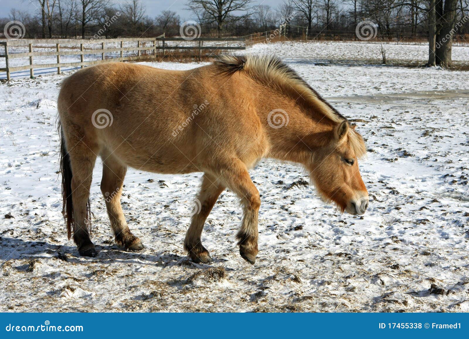 Het Noorse Paard Van De Fjord Stock Foto - Image of paddock, merrie ...