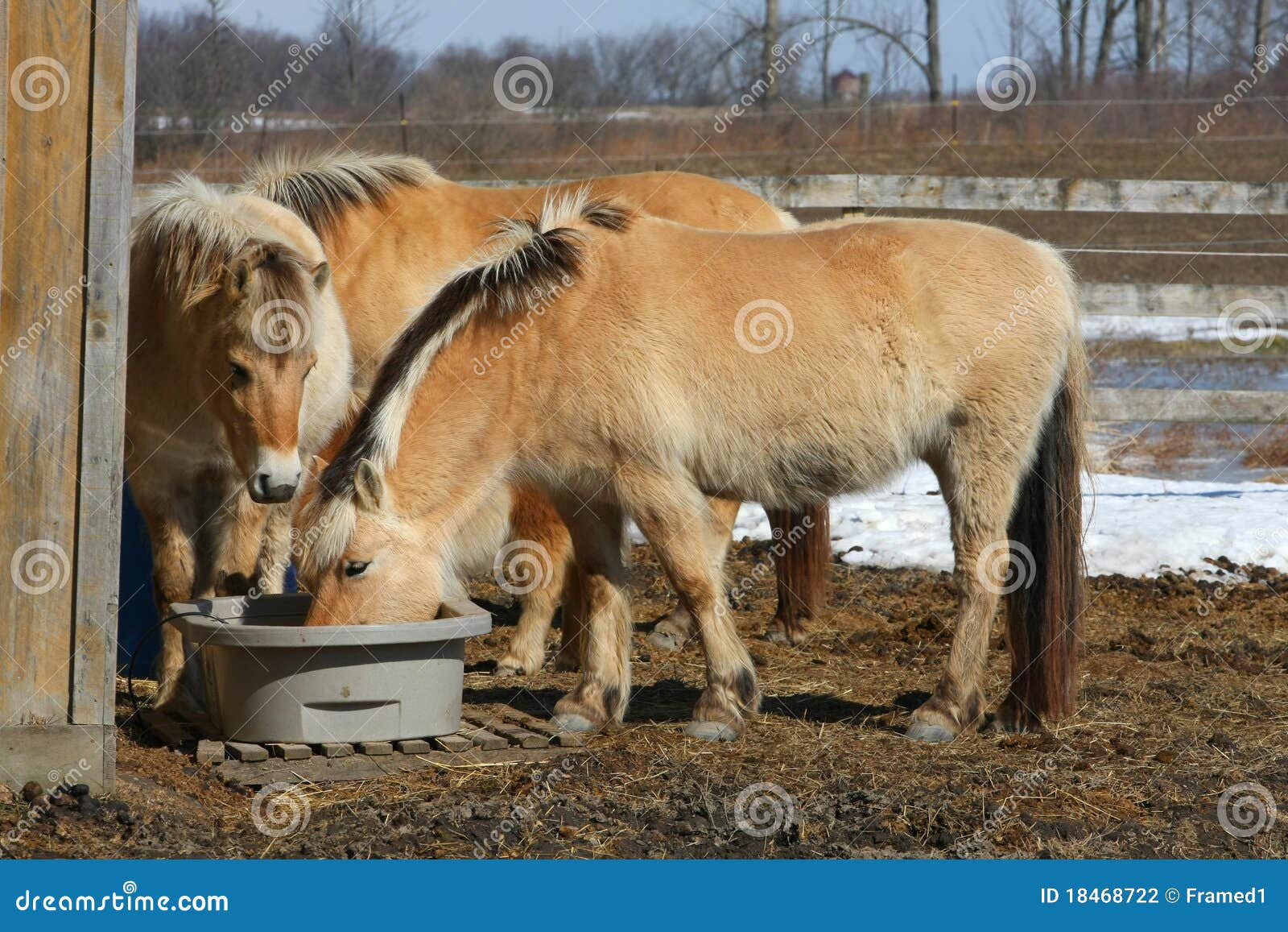 Het Noorse Paard Van De Fjord Stock Foto - Image of snoeien, mooi: 18468722