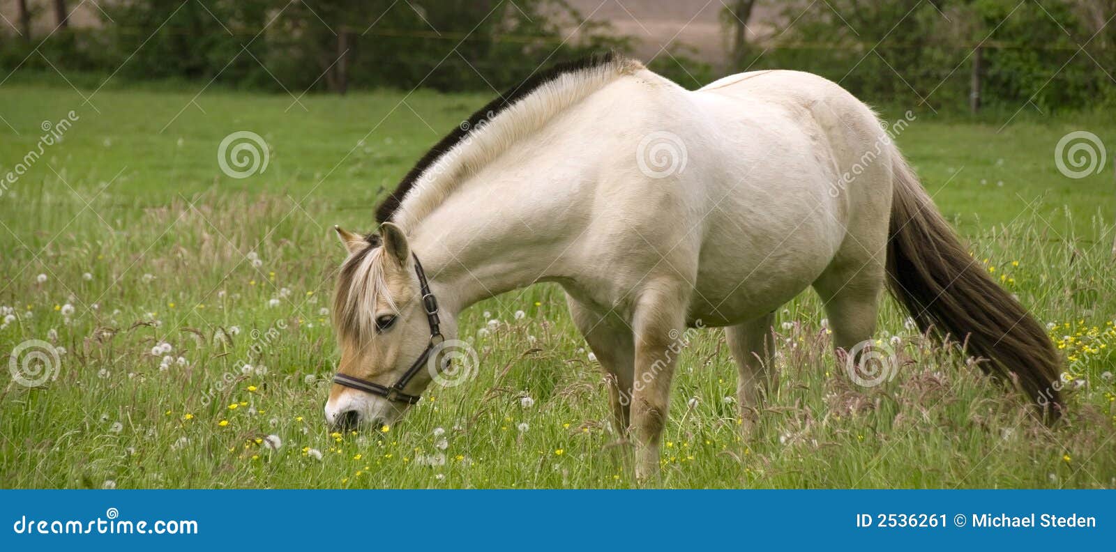 Het Noorse Paard Van De Fjord Stock Afbeelding - Image of noorwegen ...