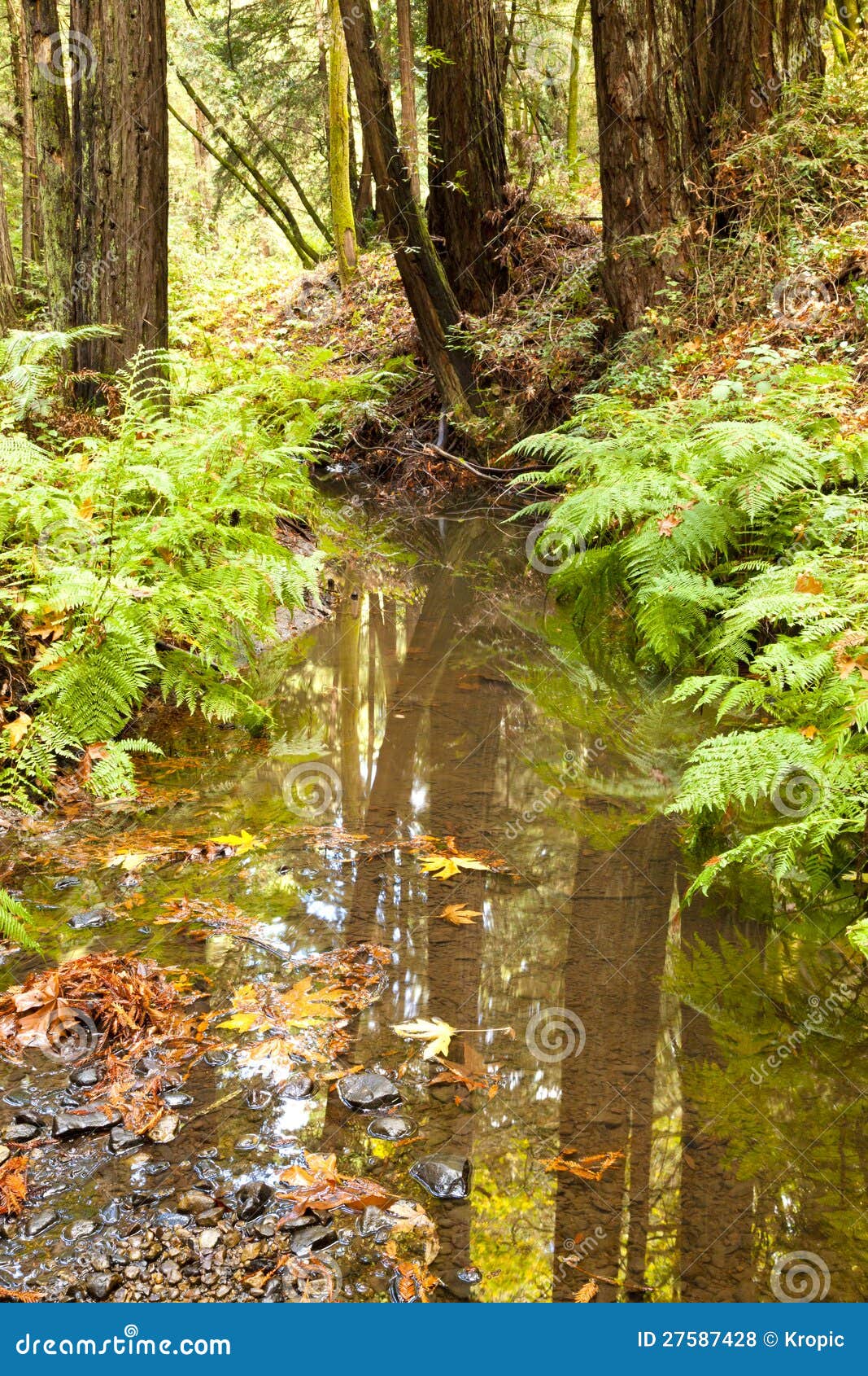 Het oerwoud stock foto. Image of diep, decompositie, ecosysteem - 27587428