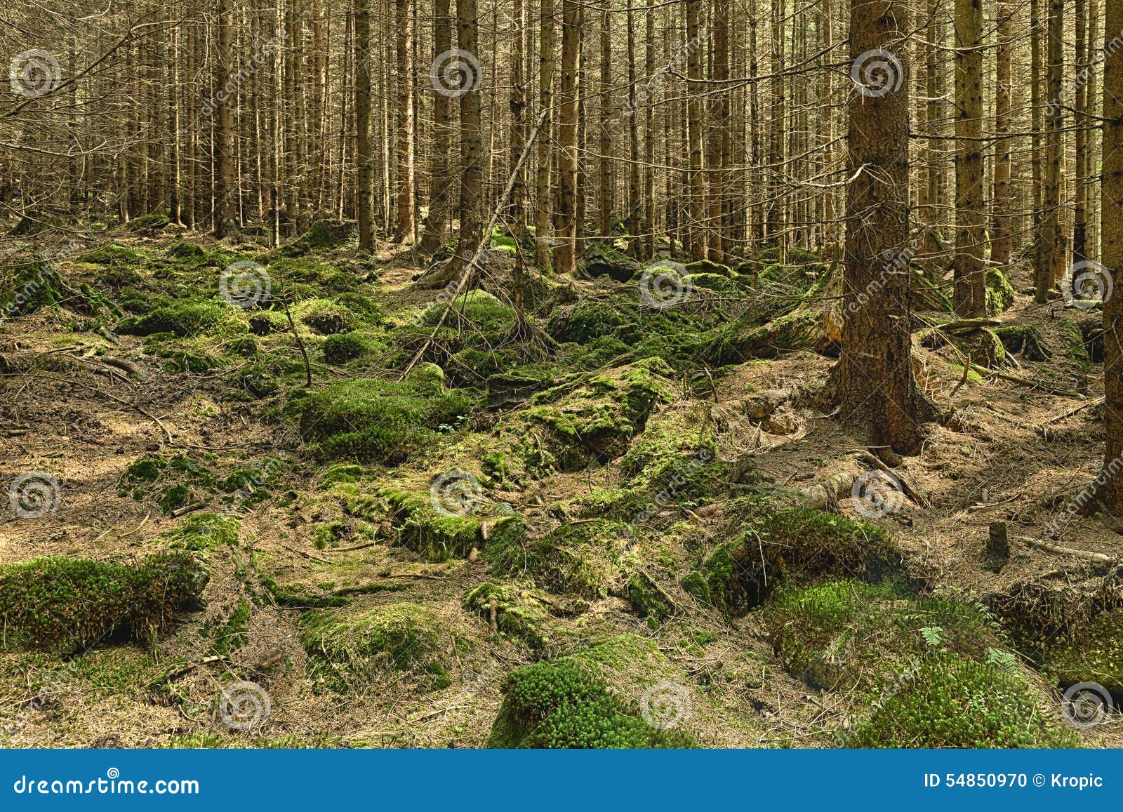 Het oerwoud stock foto. Image of leefgebied, diep, daling - 54850970