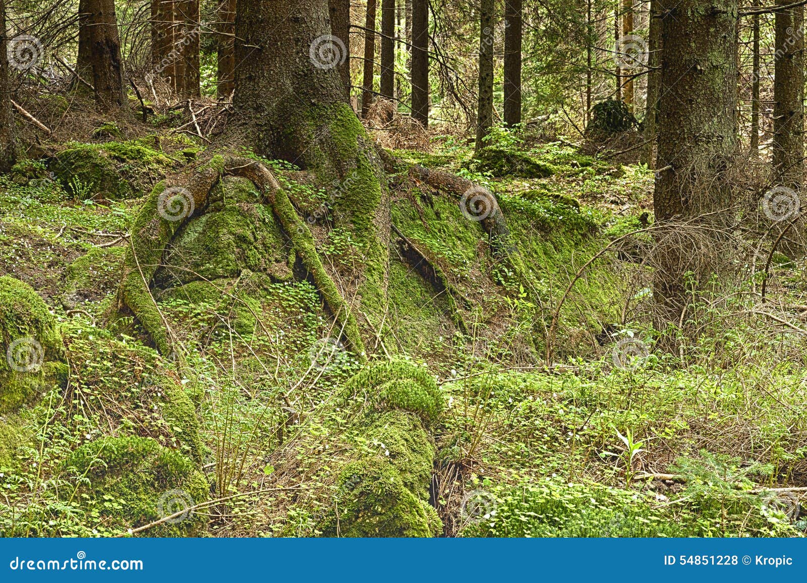 Het oerwoud stock foto. Image of ontwikkelen, behoud - 54851228