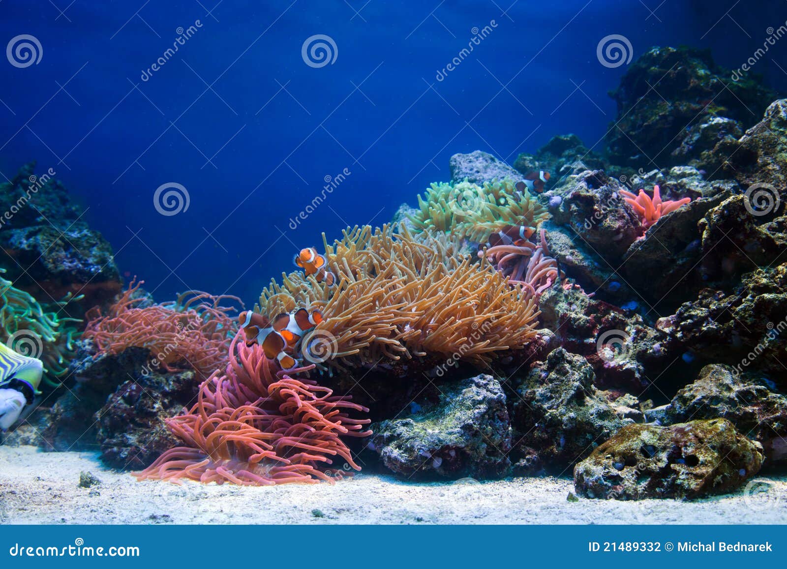 Het Onderwater Leven, Vissen, Koraalrif Stock Foto - Image of reis ...