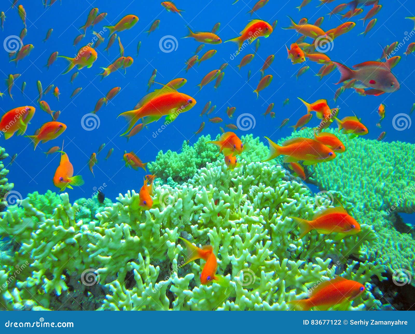 Het Onderwaterleven Van Tropische Overzees Stock Foto - Image of ... Het Onderwaterleven Van Tropische Overzees Stock Foto - Image of ...