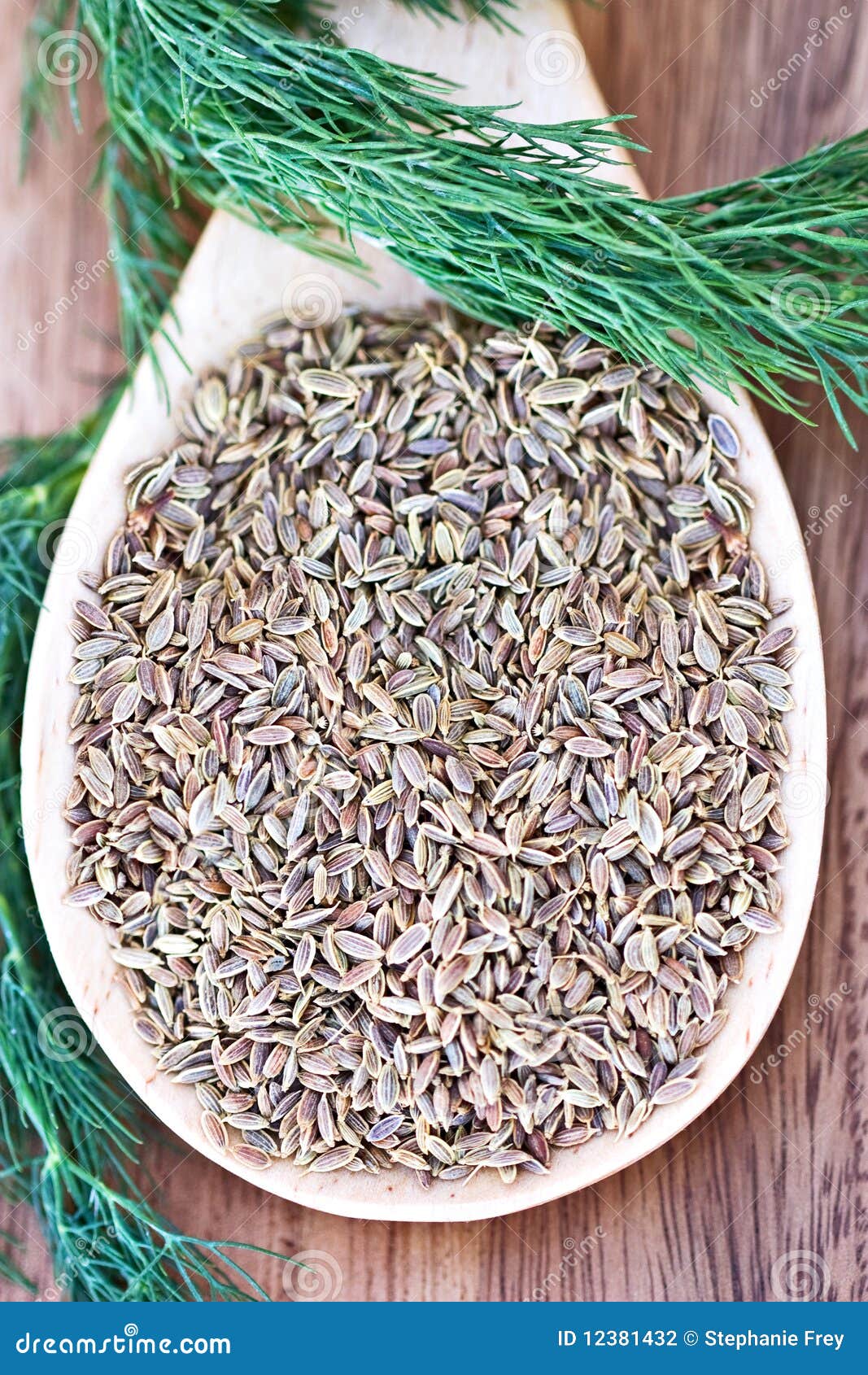 Het Onkruid En Het Zaad Van De Dille Stock Foto - Image of dille, zwart ...