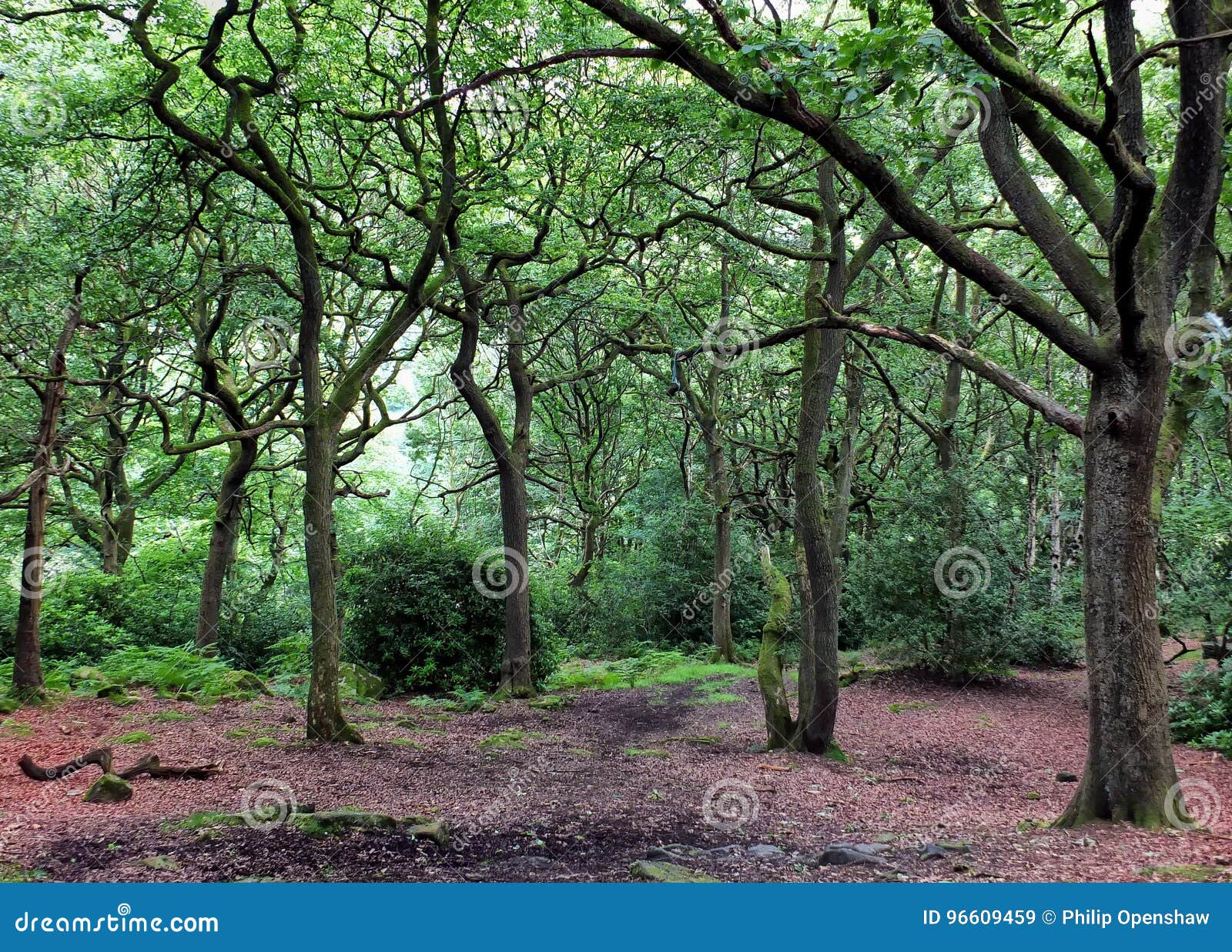 Het Ontruimen in Een Eiken Bosbos Met Groene Bomen Stock Afbeelding ...