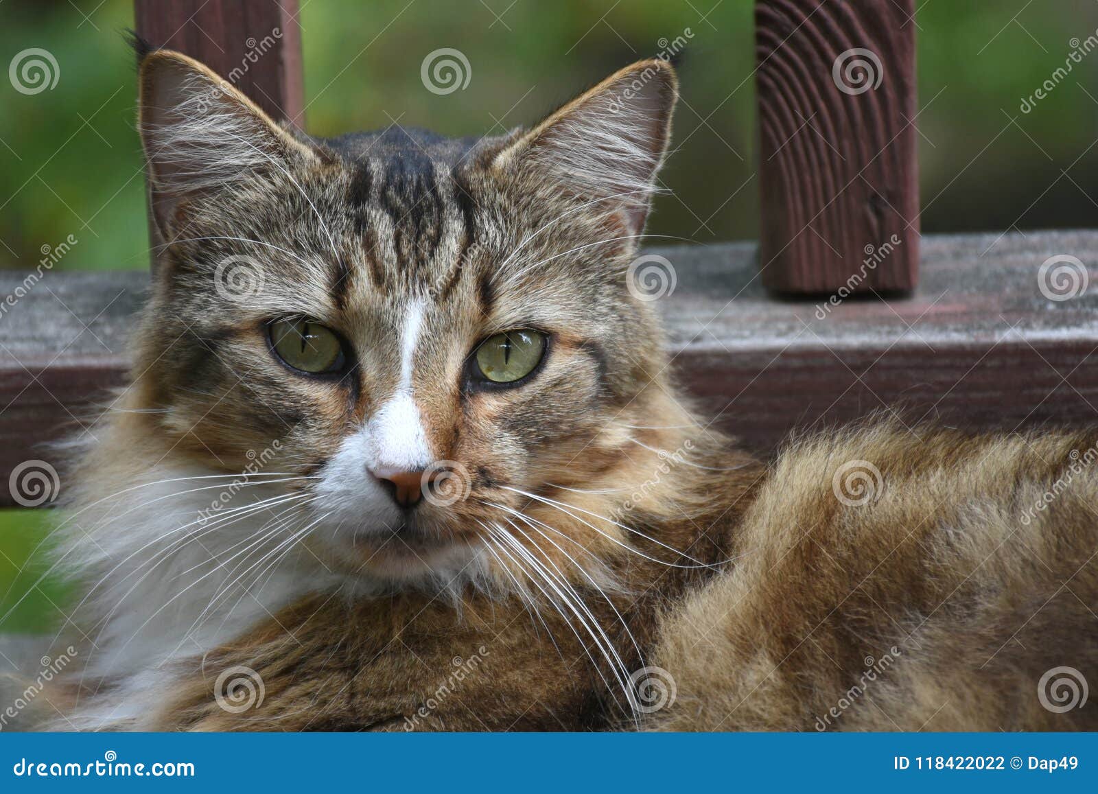 Het ontspannen van de kat stock foto. Image of calico - 118422022