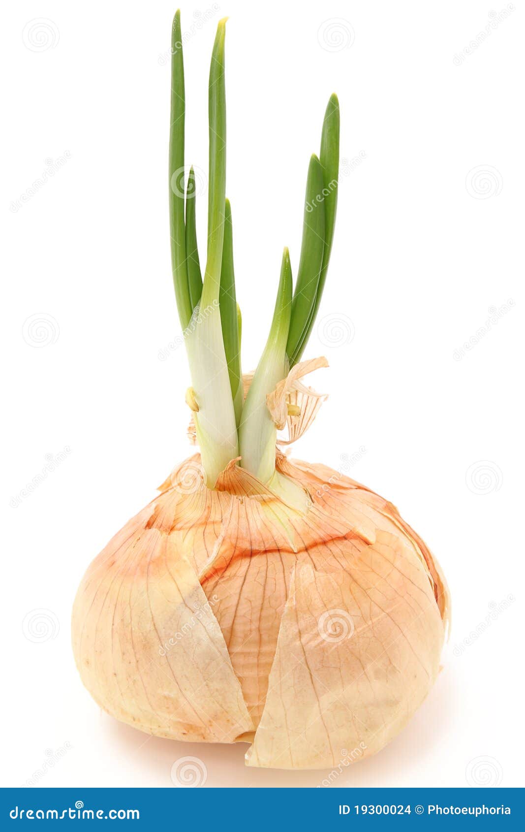 Het Ontspruiten Van De Bol Van De Ui Stock Foto - Image of oogst ...