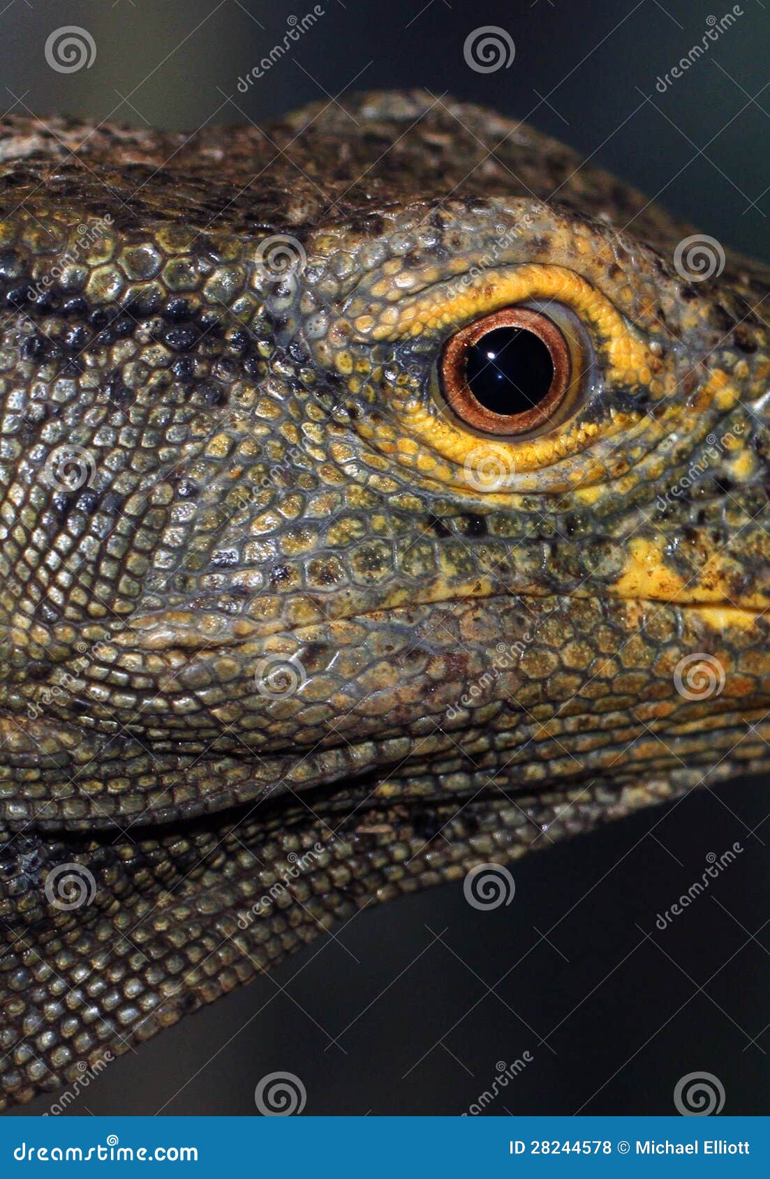 Het Oog van de hagedis stock foto. Image of monitor, reptiel - 28244578