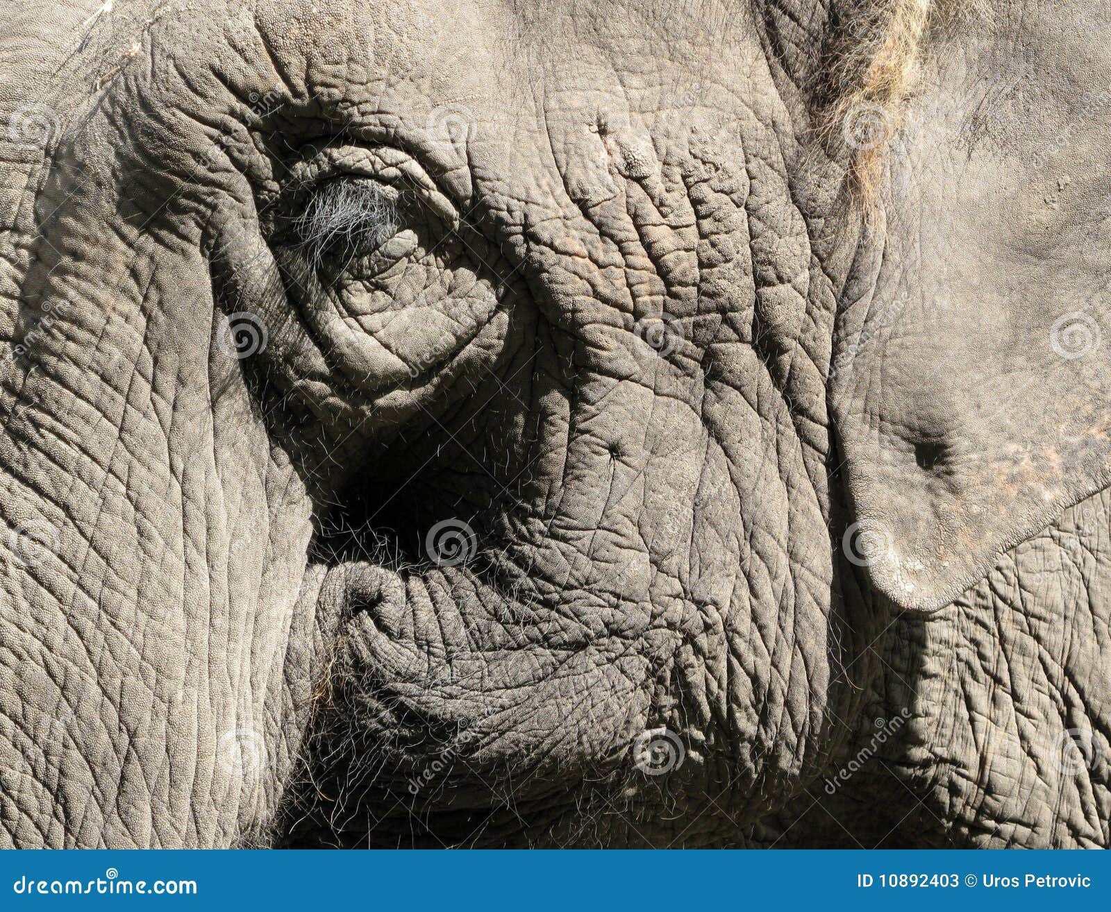 Het oog van de olifant stock afbeelding. Image of ogen - 10892403