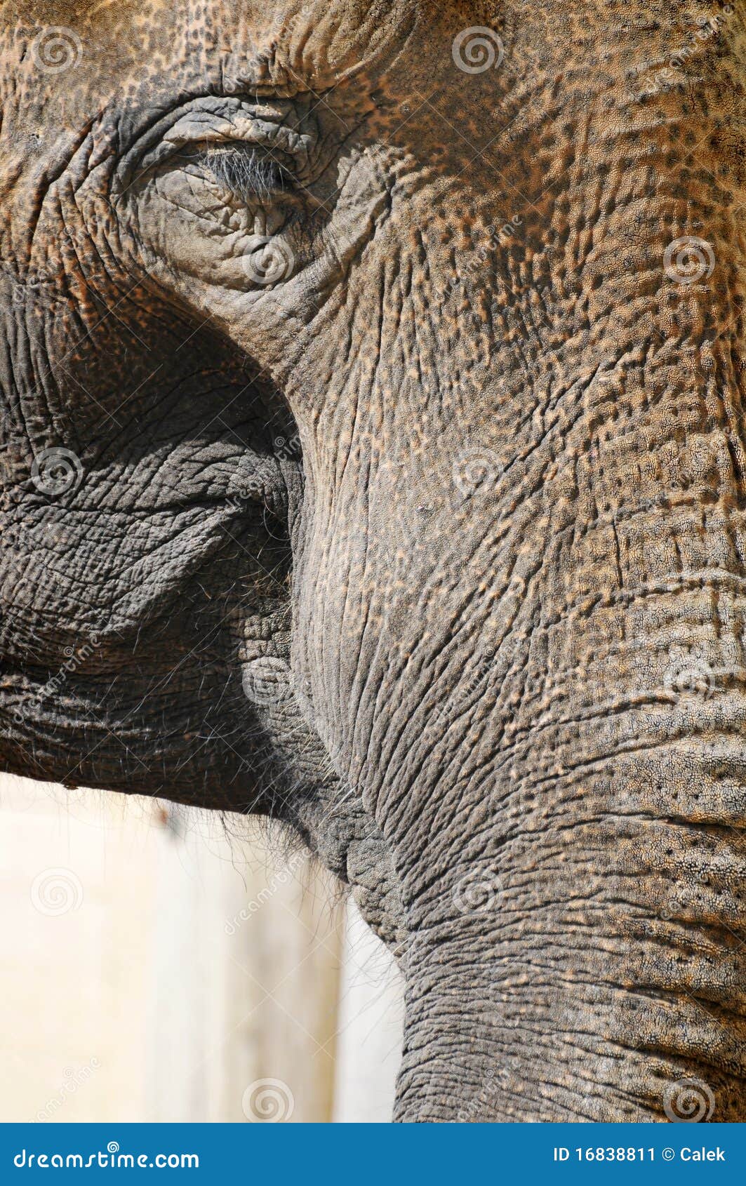 Het oog van de olifant stock afbeelding. Image of grijs - 16838811