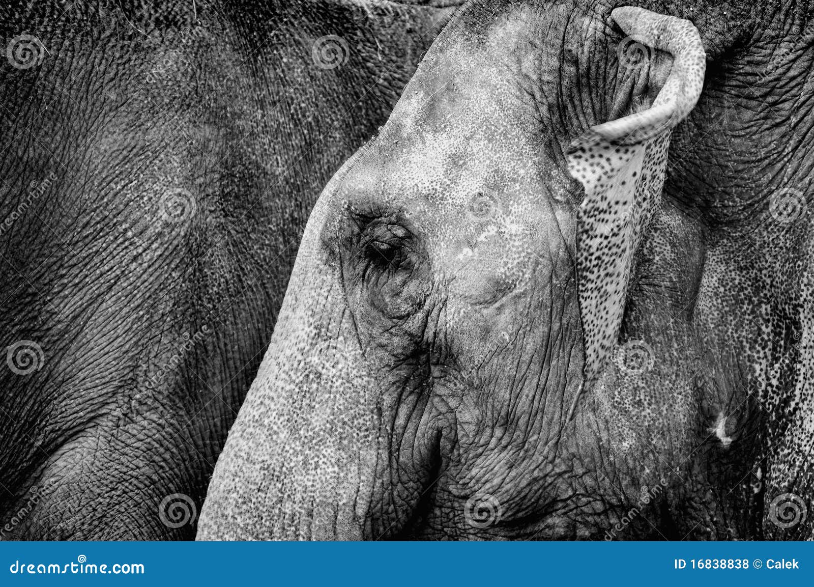 Het oog van de olifant stock foto. Image of gevaar, wild - 16838838