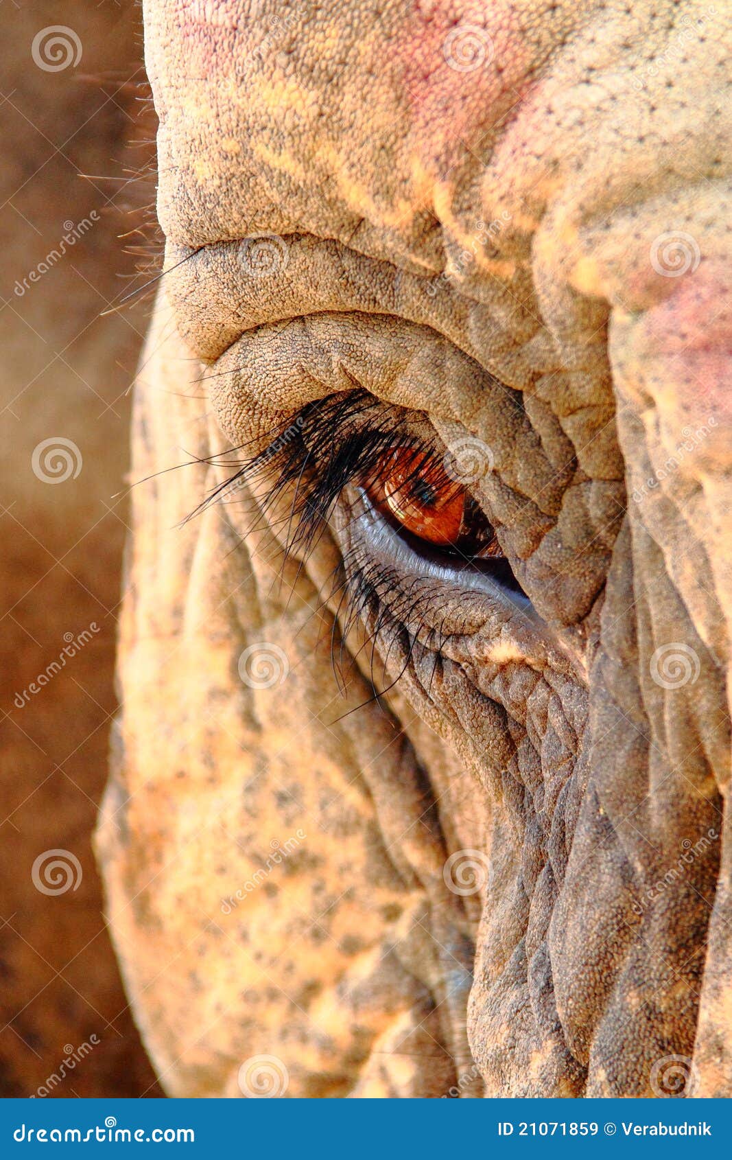 Het Oog van de olifant stock afbeelding. Image of afrika - 21071859