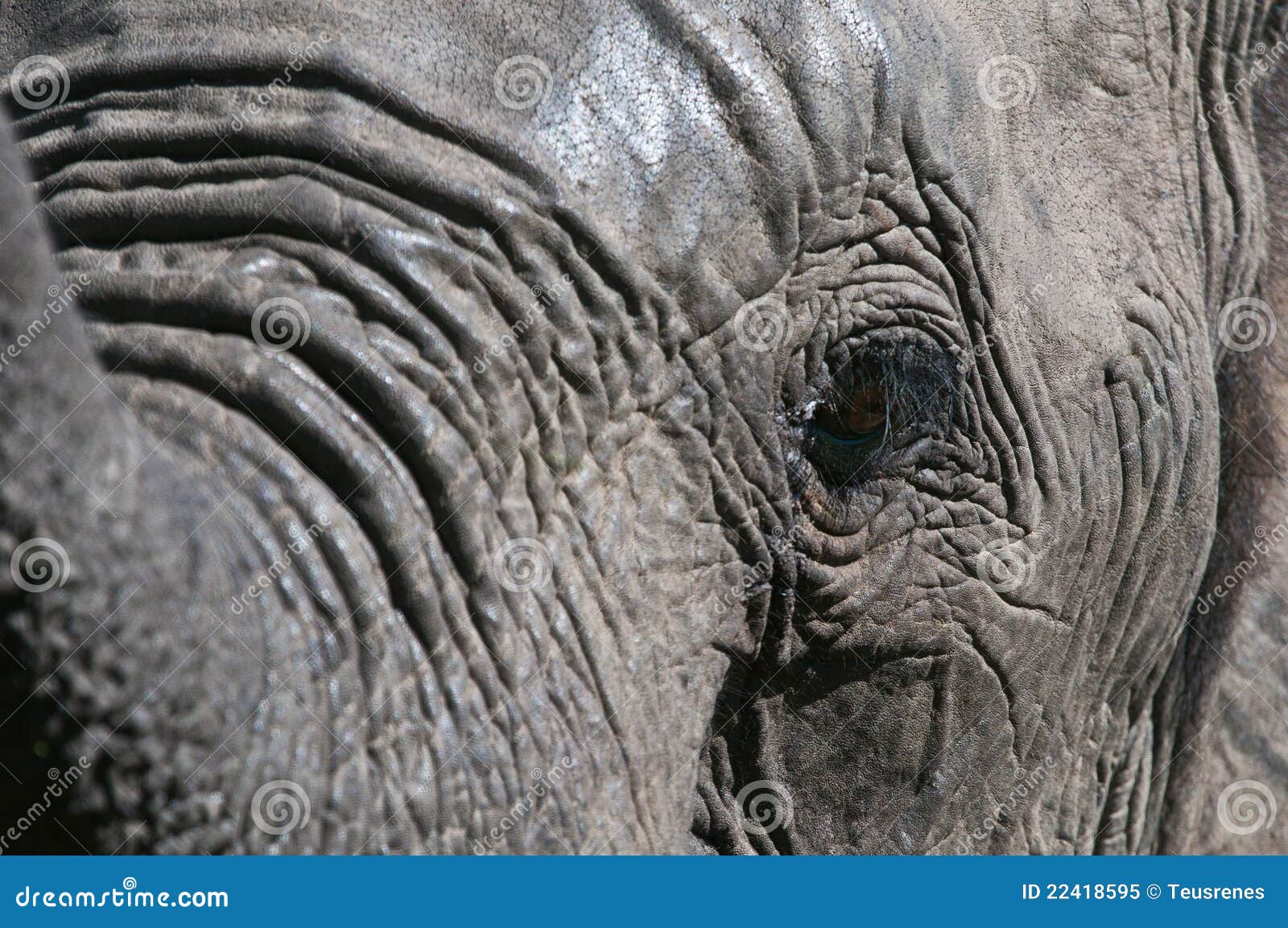 Het Oog van de olifant stock afbeelding. Image of één - 22418595