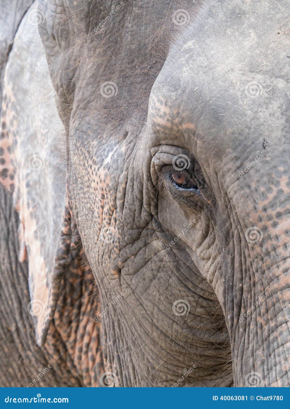 Het oog van de olifant stock afbeelding. Image of wild - 40063081