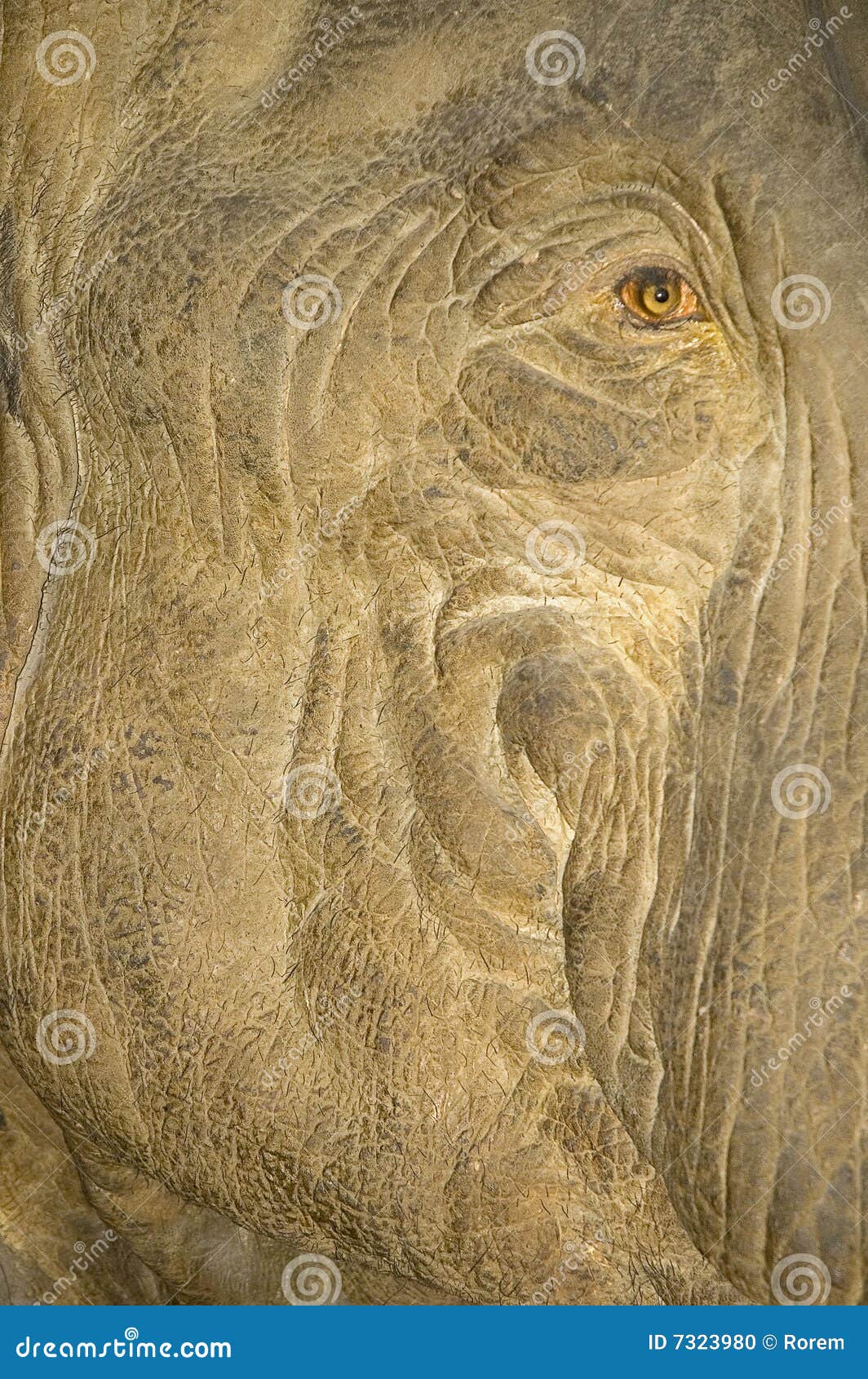 Het oog van de olifant stock foto. Image of ivoor, aziatisch - 7323980