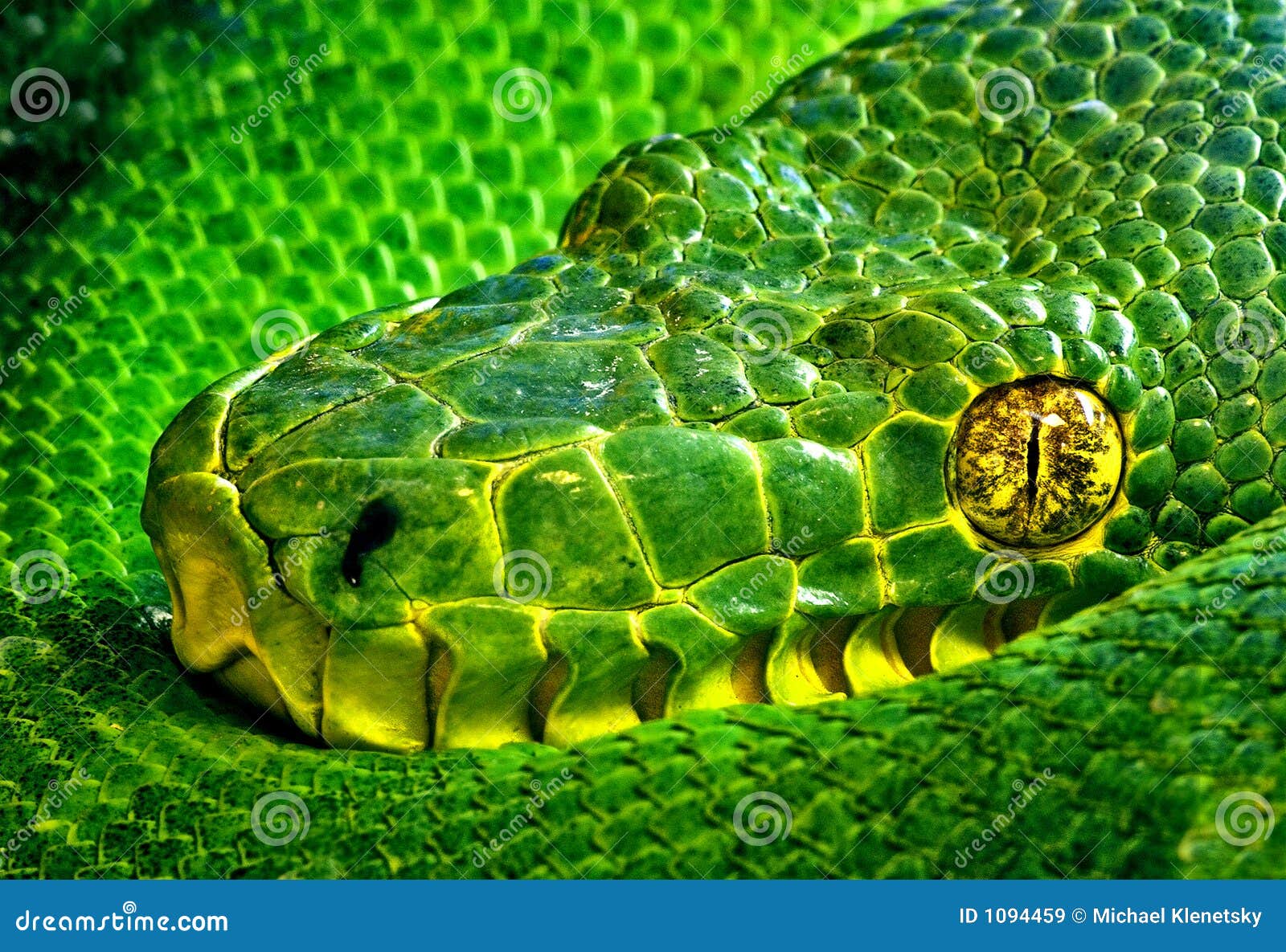 Het Oog van de slang stock afbeelding. Image of roofdier - 1094459