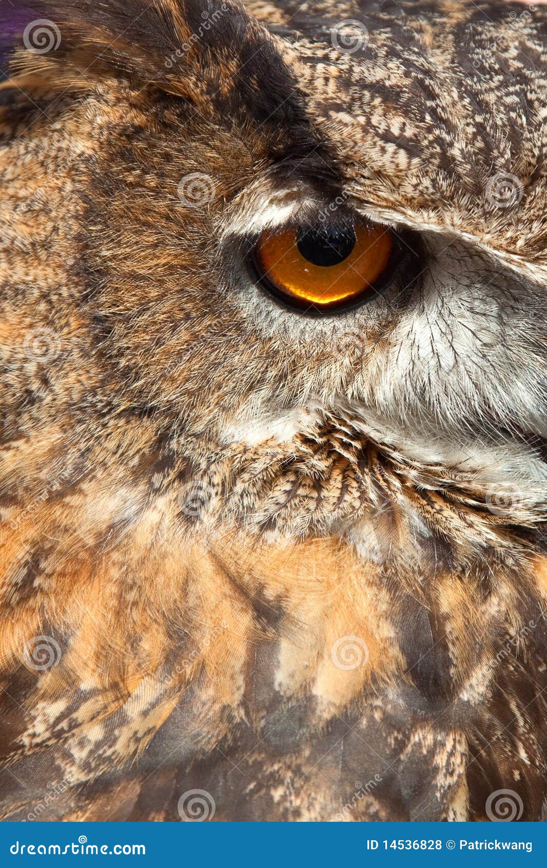 Het Oog van de uil stock foto. Image of geel, vogel, veiligheid - 14536828