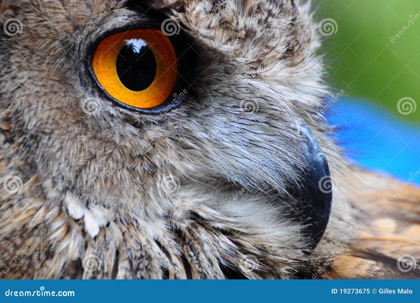 Het Oog van de uil stock afbeelding. Image of dier, veren - 19273675