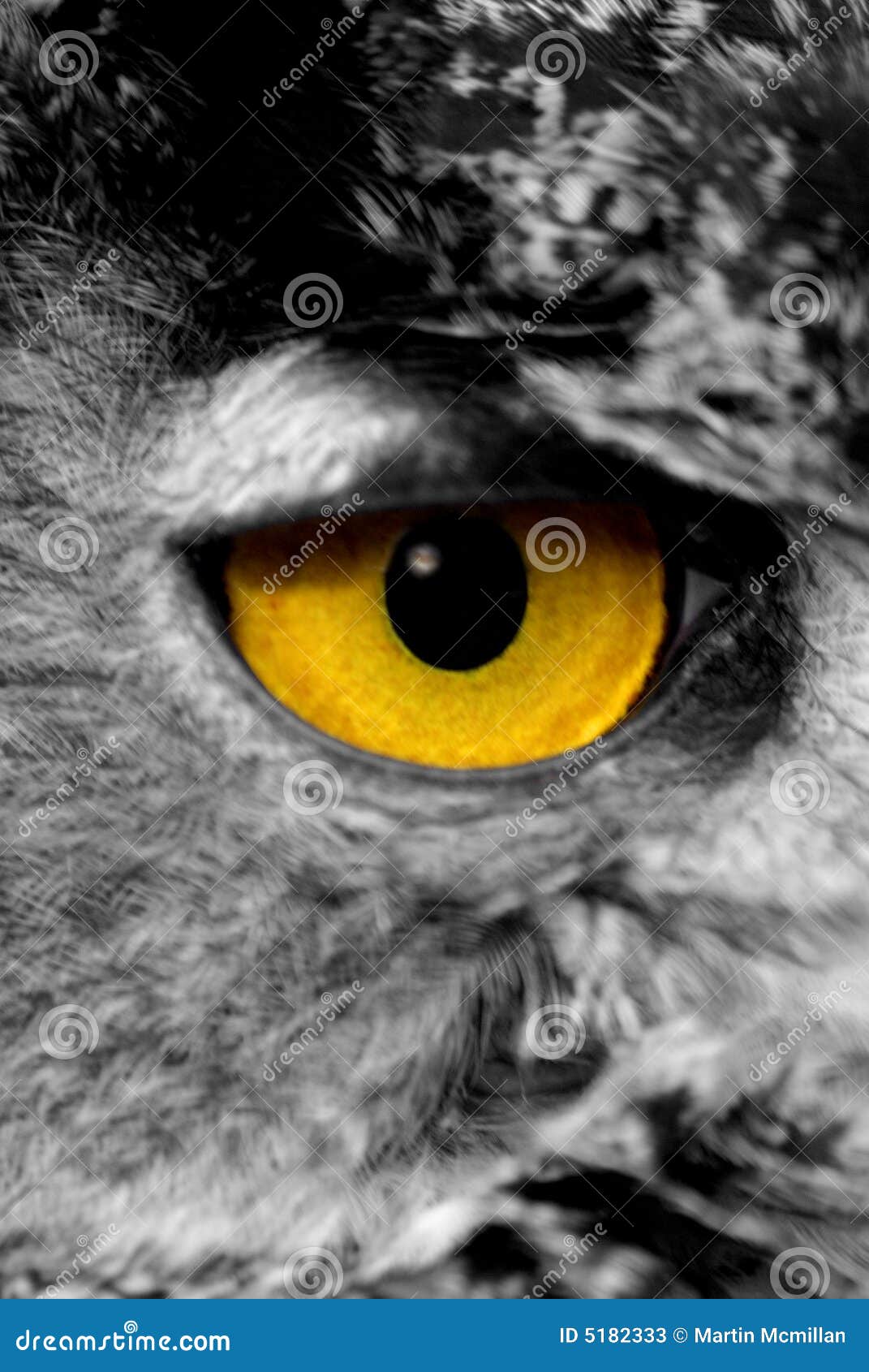 Het oog van de uil stock afbeelding. Image of krasgeluid - 5182333