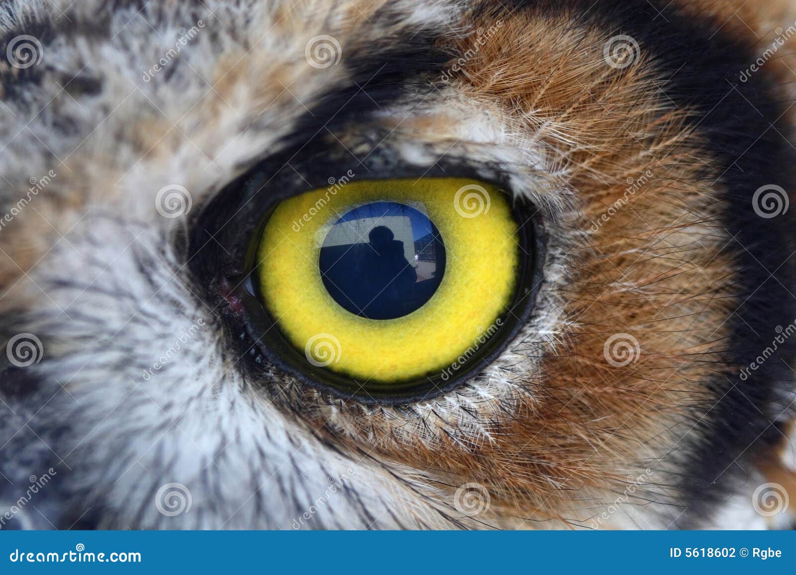 Het oog van de uil stock foto. Image of vogel, wild, dier - 5618602
