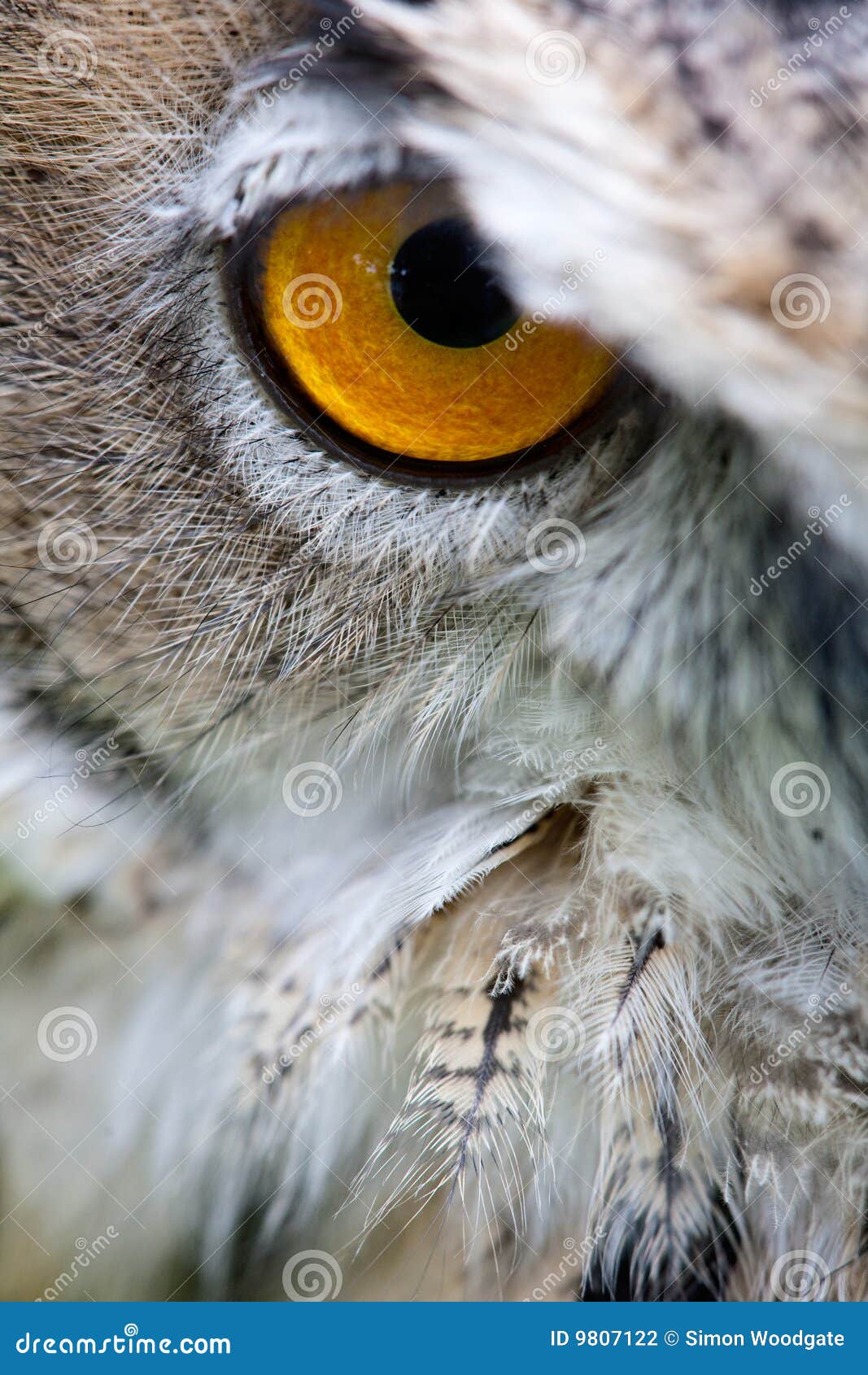 Het Oog Van De Uil Het Dichte Staren in Camera Stock Foto - Image of ...