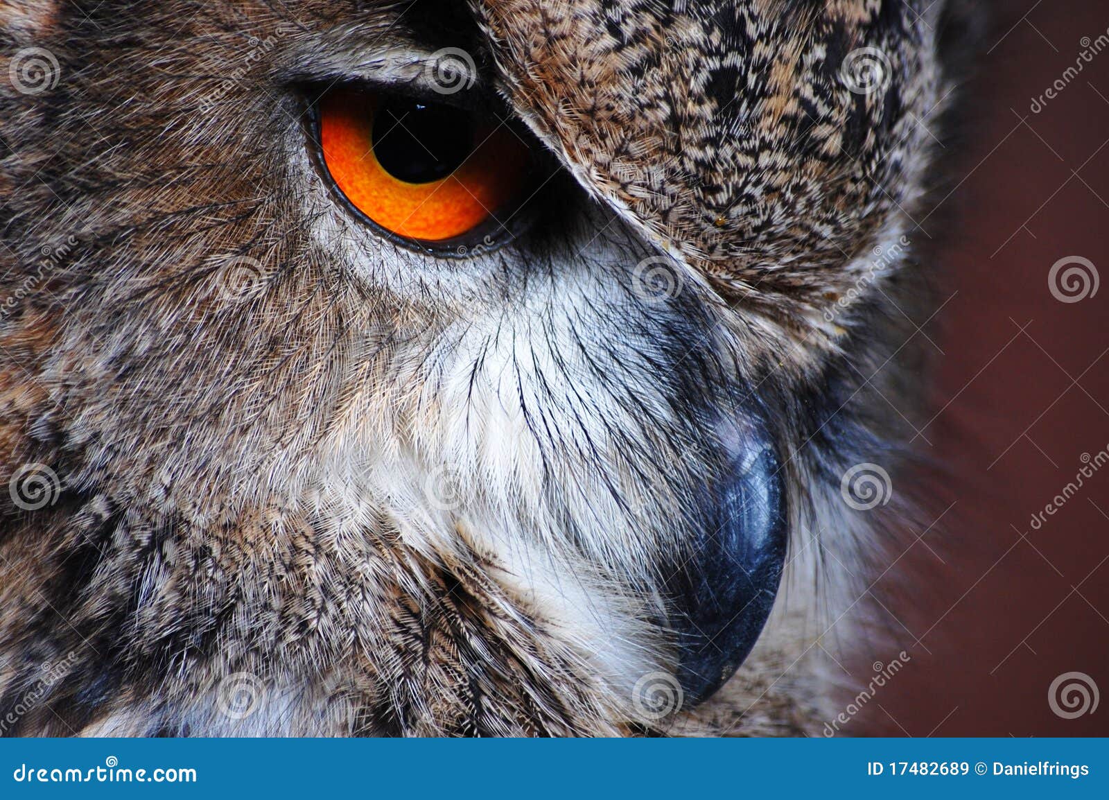 Het Oog Van De Uil Van De Adelaar Stock Afbeelding - Image of ...