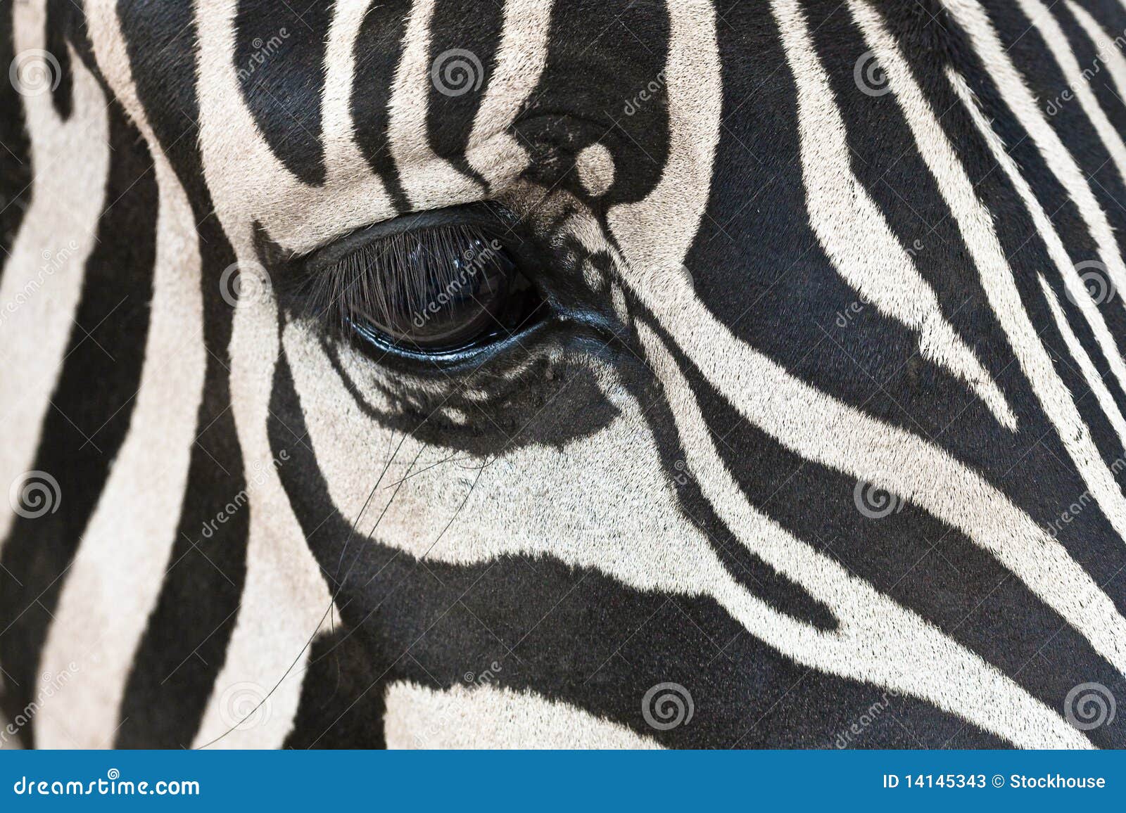 Het Oog Van De Zebra Dat in Strepen Wordt Verborgen Stock Afbeelding ...