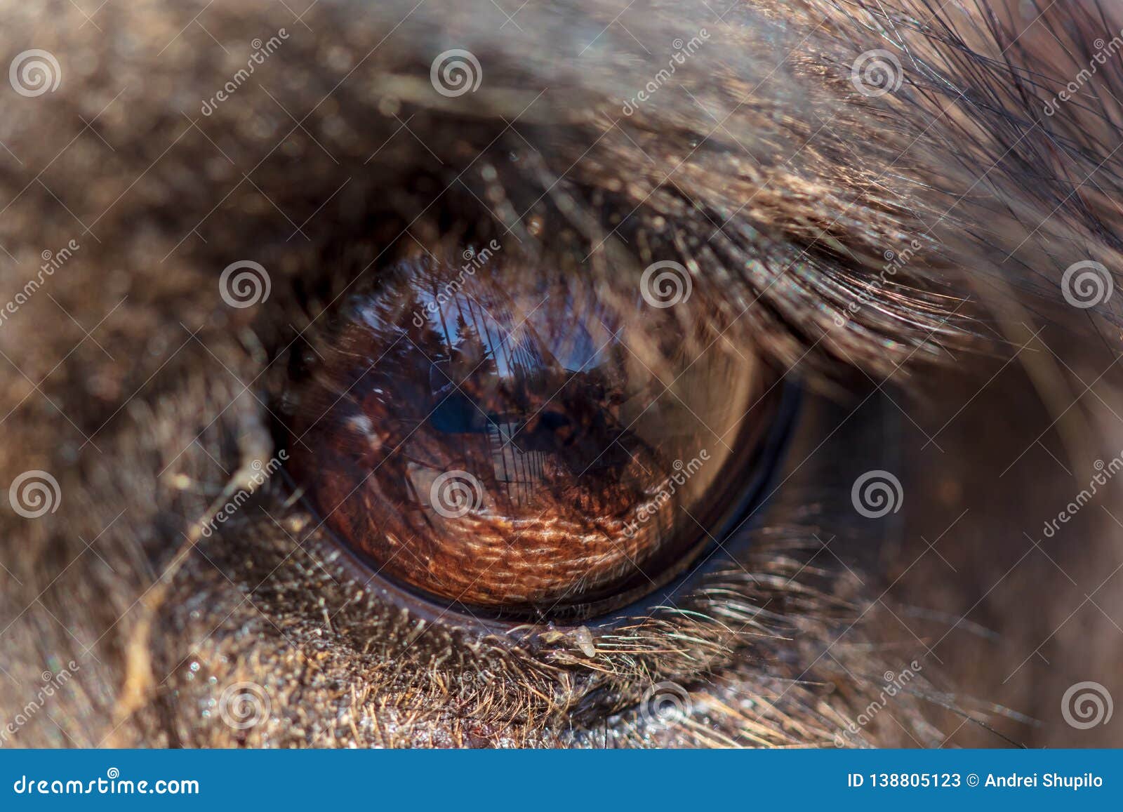 Het oog van een kameel stock afbeelding. Image of dier - 138805123
