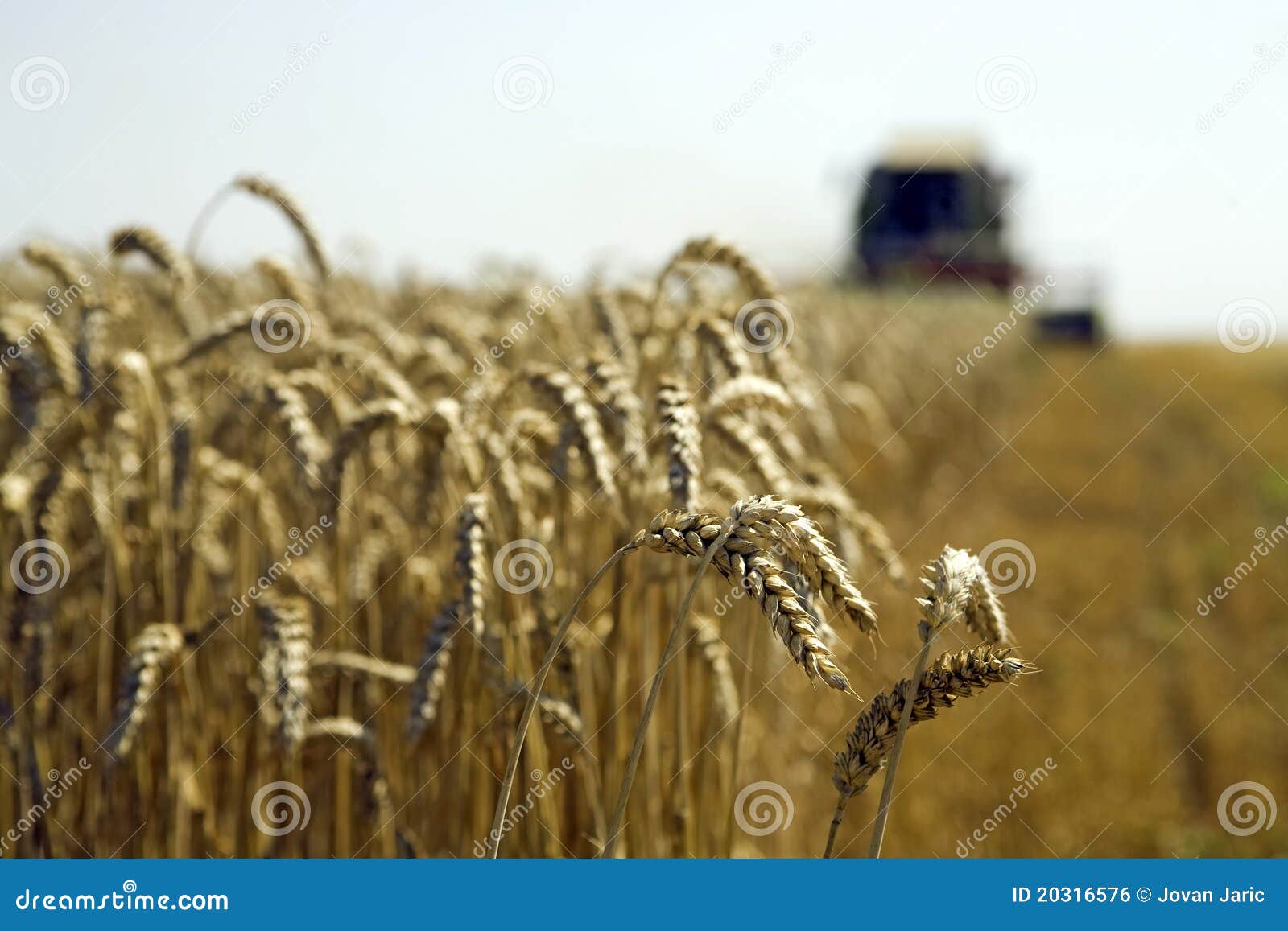 Het oogsten van de tarwe stock foto. Image of gebied - 20316576