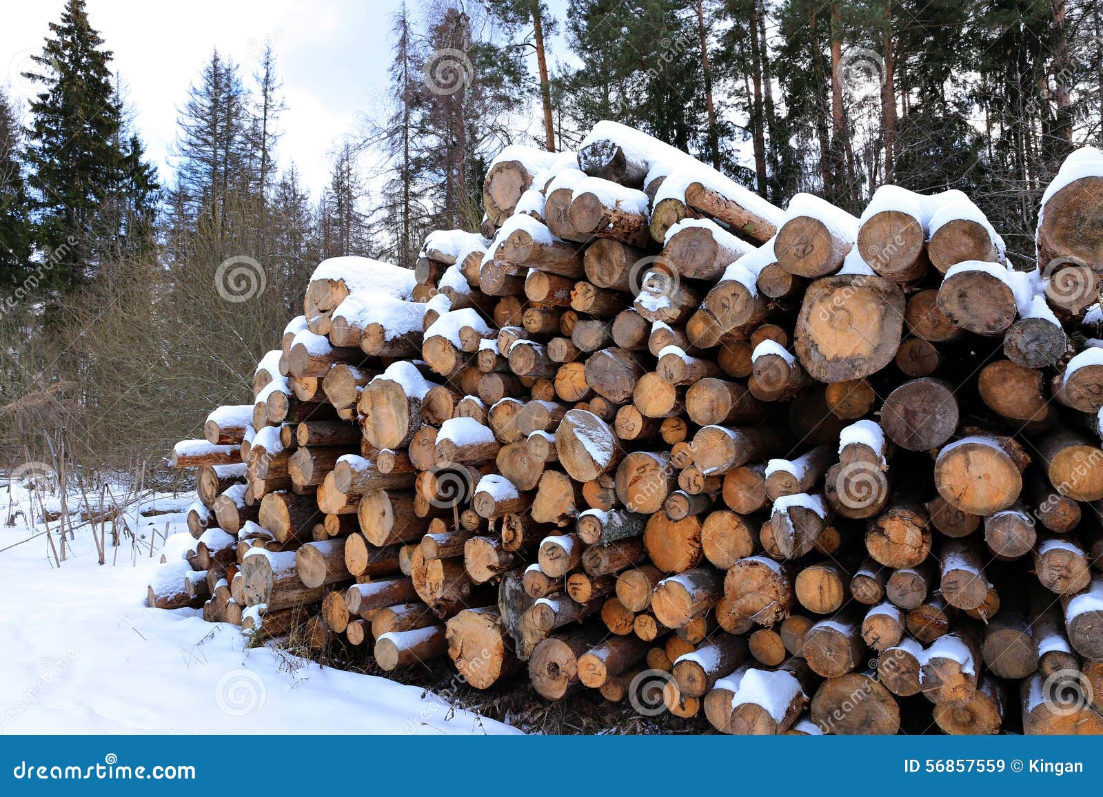 Het Oogsten Van Hout Opent Een Bos Het Programma Stock Afbeelding ...