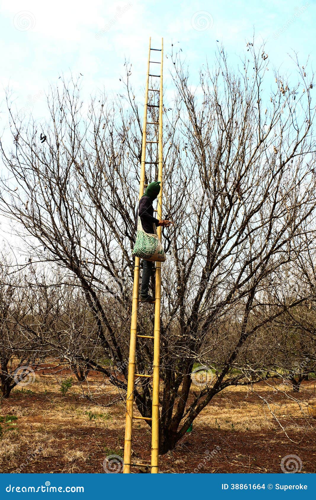 Het Oogsten Van Tamarinde Op Boom Stock Foto - Image of sleep, voet ...
