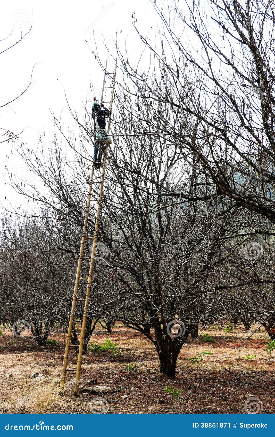 Het Oogsten Van Tamarinde Op Boom Stock Afbeelding - Image of nave ...